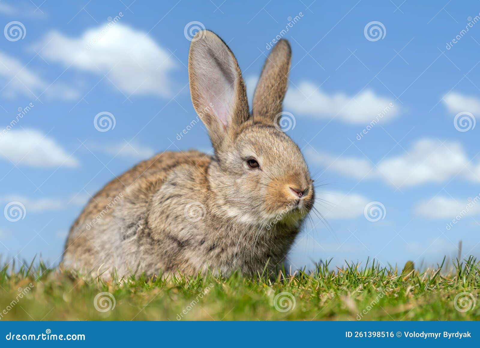 Rabbit or Hare while in Grass in Autumn Time Stock Photo - Image of ...