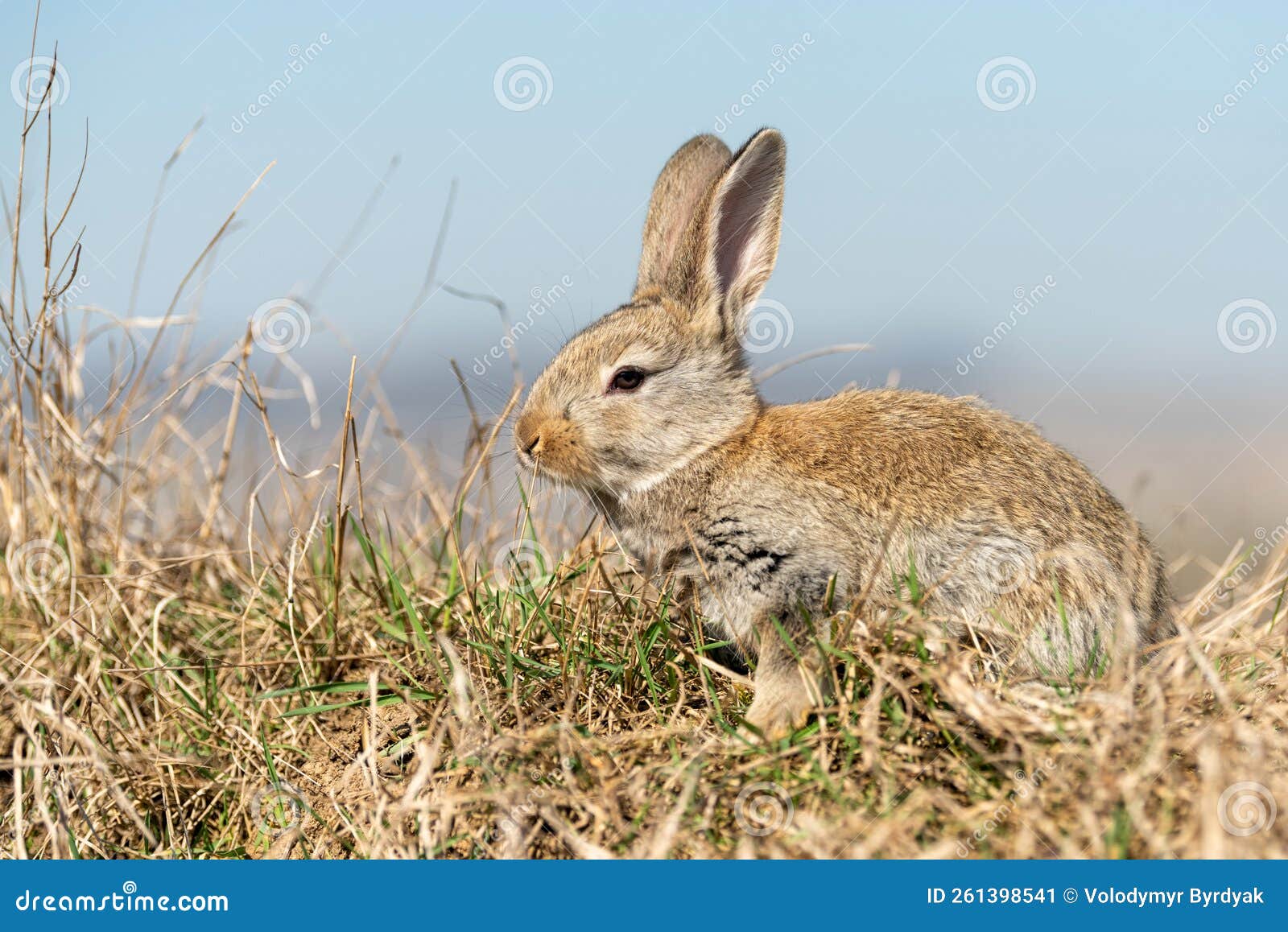 Rabbit or Hare while in Grass in Autumn Time Stock Image - Image of ...
