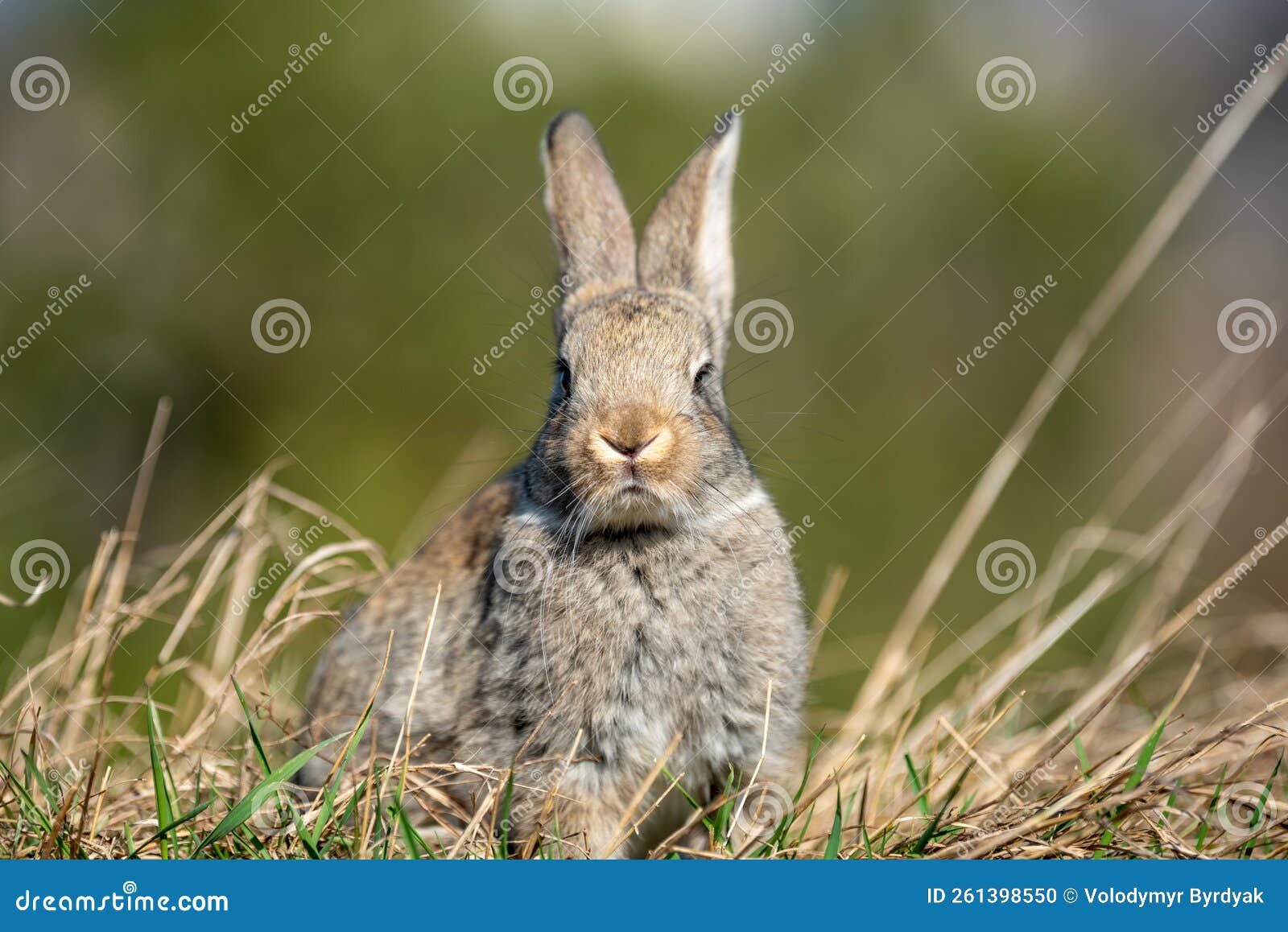 Rabbit or Hare while in Grass in Autumn Time Stock Photo - Image of ...