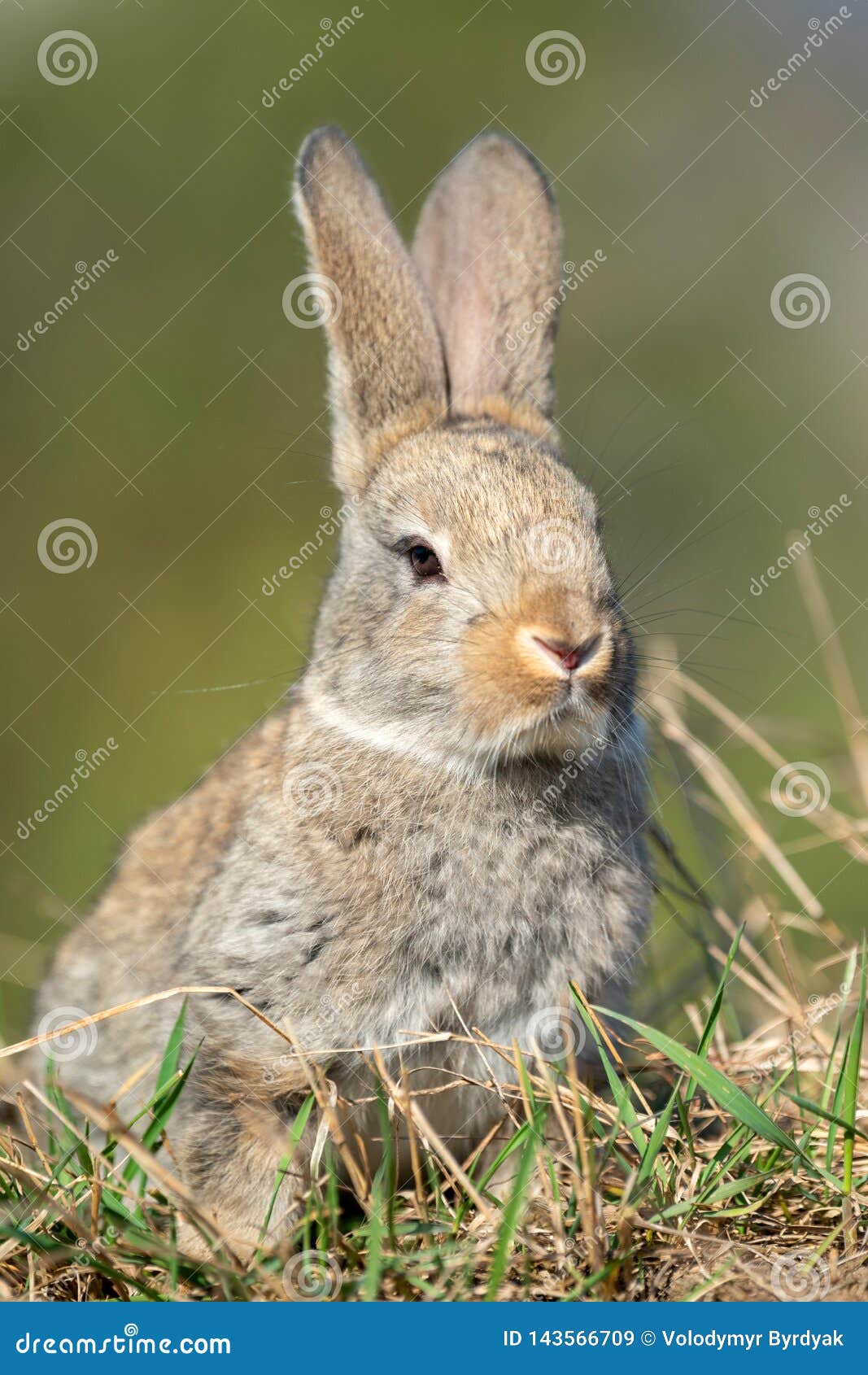 Rabbit hare while in grass stock image. Image of easter - 143566709