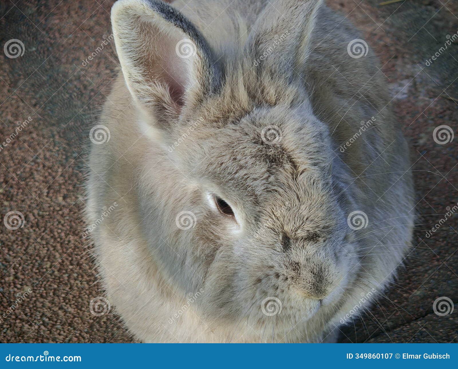 Rabbit or Hare in Livestock Farming Stock Image - Image of form, land ...