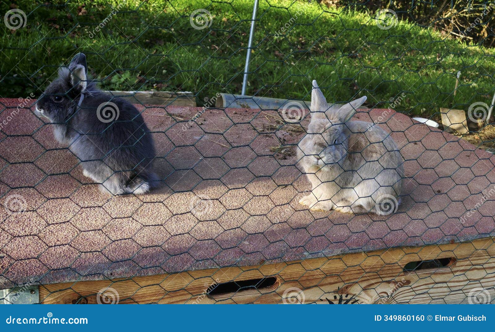 Rabbit or Hare in Livestock Farming Stock Photo - Image of animals ...