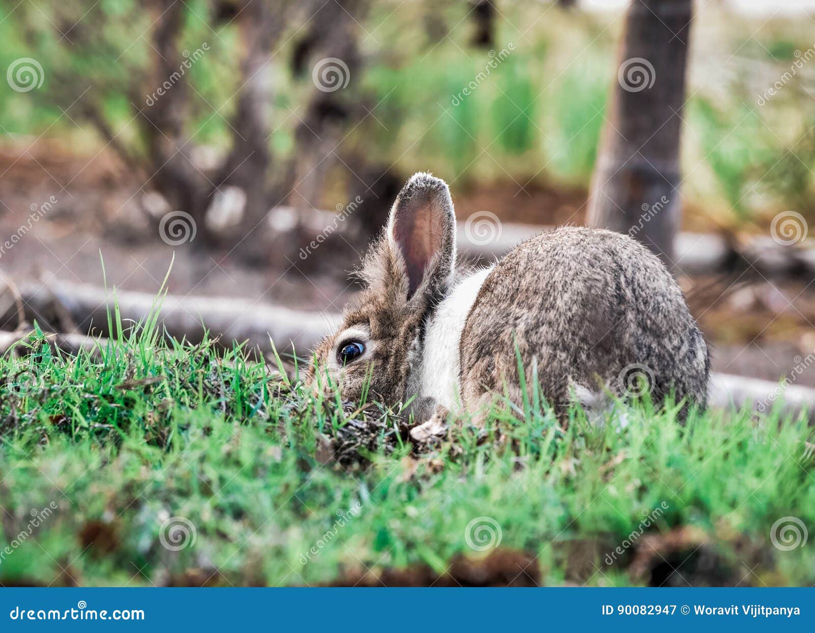 Rabbit or Hare stock image. Image of light, fauna, back - 90082947