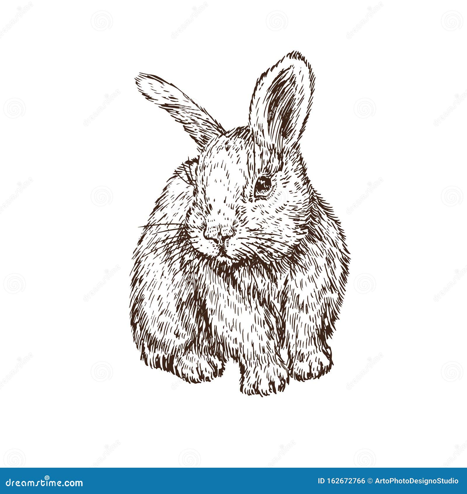 Rabbit Hare Sitting, Hand Drawn Gravure Style, Vector Sketch ...
