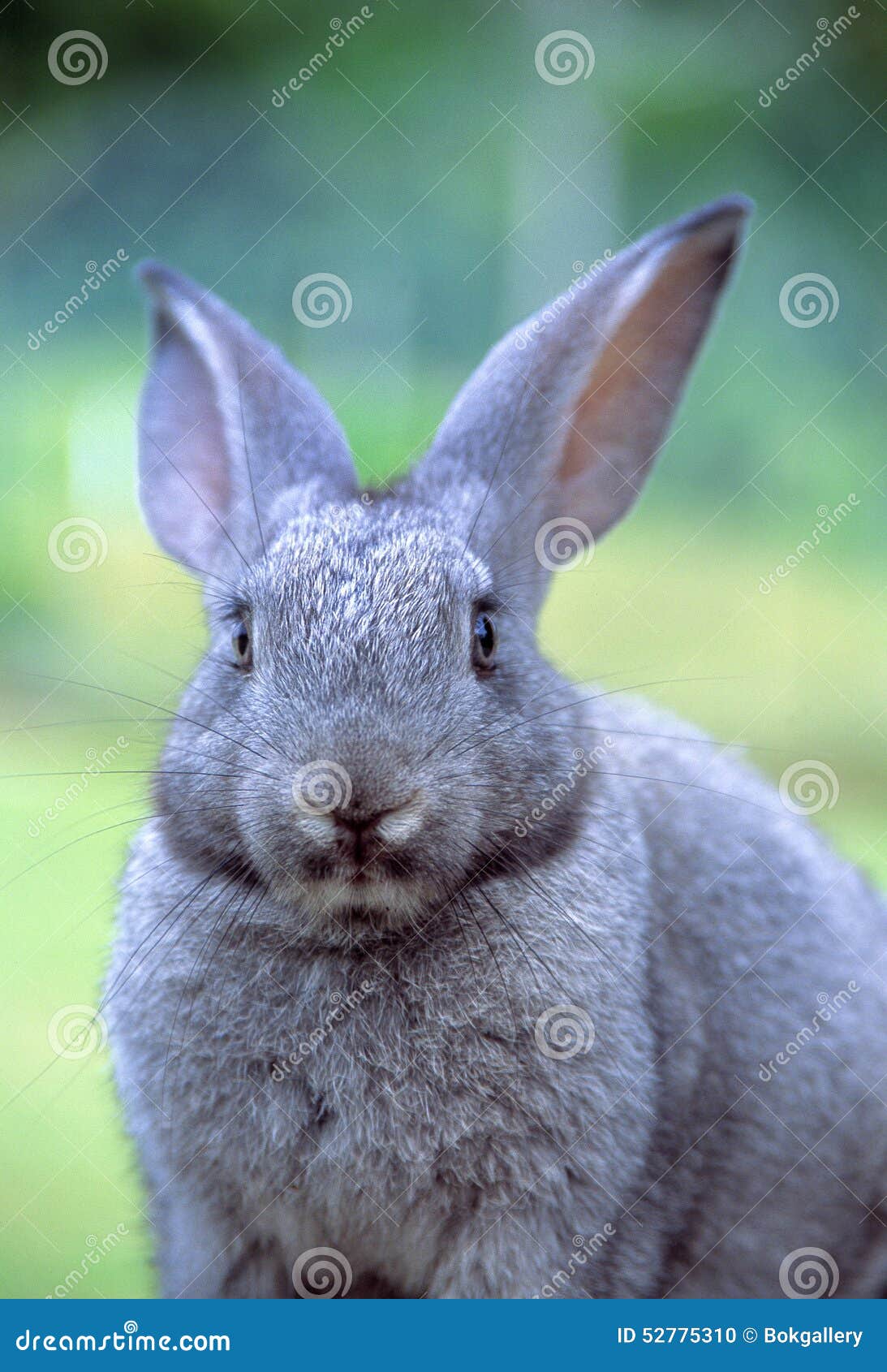 Rabbit stock photo. Image of rabbit, nature, cute, jump - 52775310