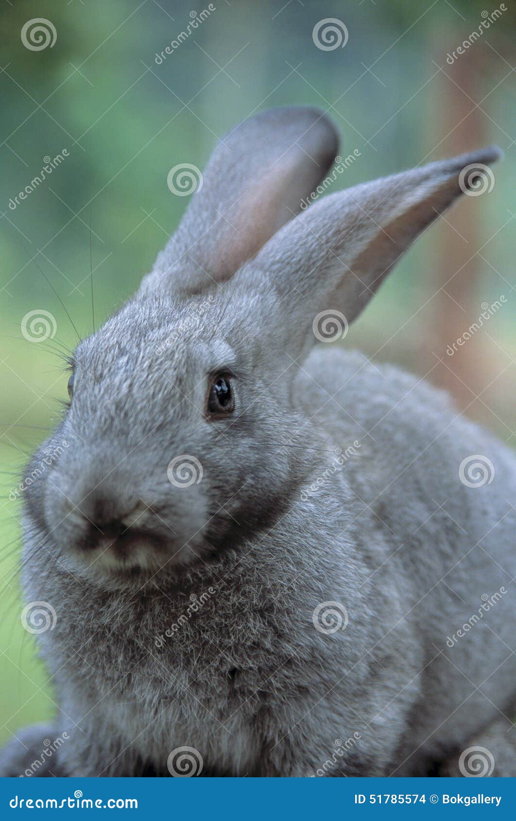 Rabbit stock photo. Image of jump, grass, living, rabbit - 51785574
