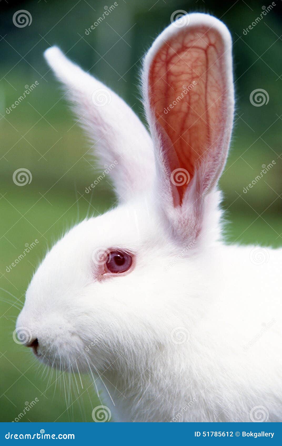 Rabbit stock photo. Image of animal, long, living, rabbit - 51785612