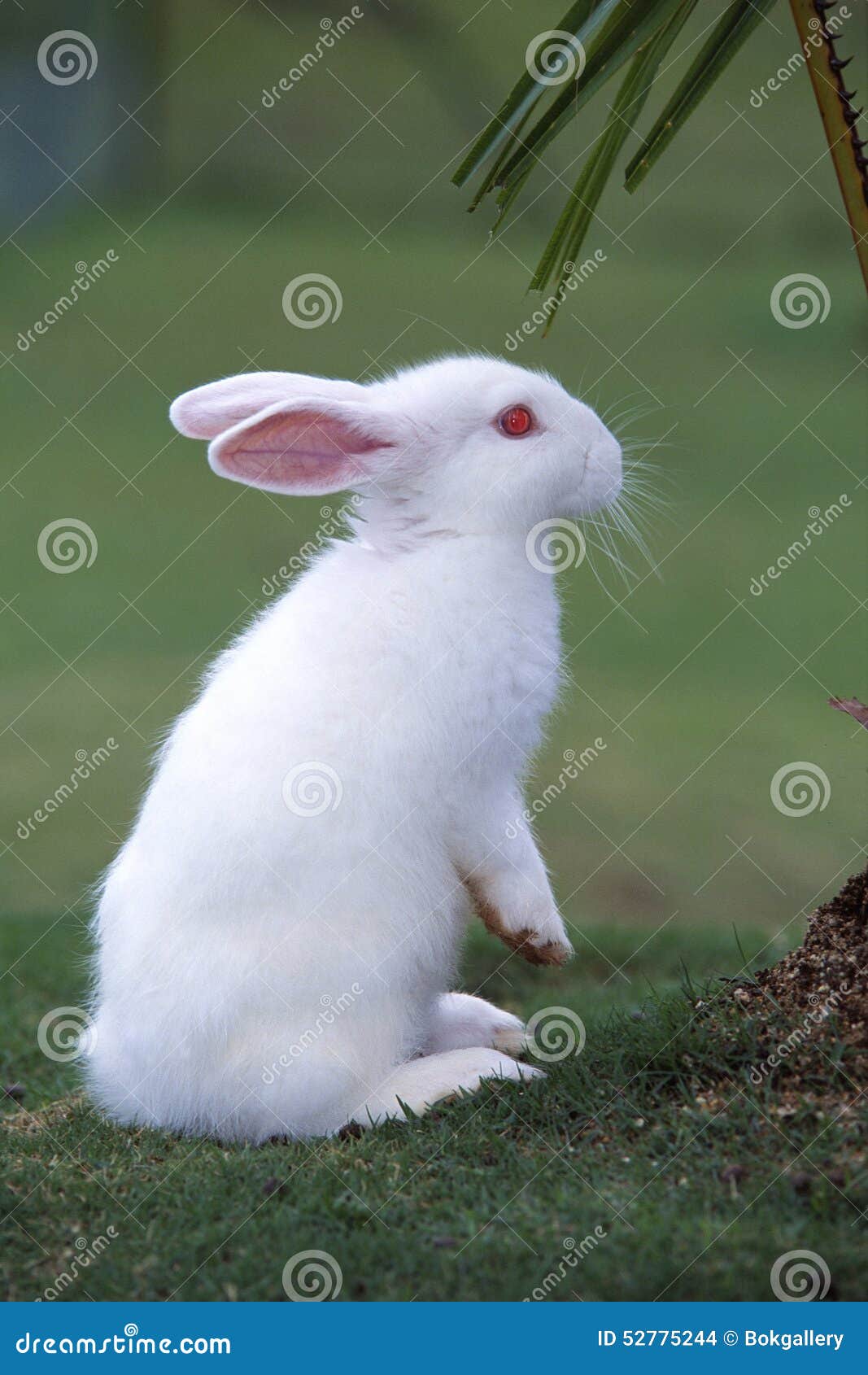 Rabbit stock photo. Image of animal, natural, wildlife - 52775244