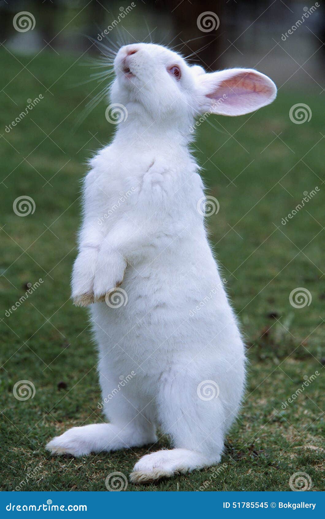 Rabbit stock image. Image of farm, natural, rabbit, grass - 51785545