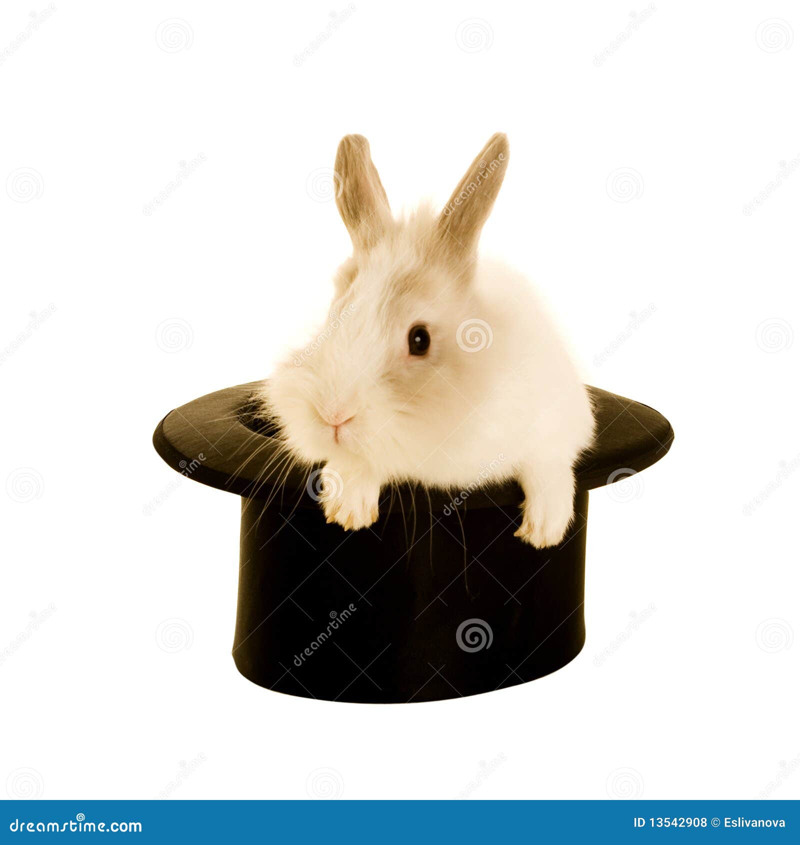 Rabbit in hat stock photo. Image of plush, black, mammal - 13542908