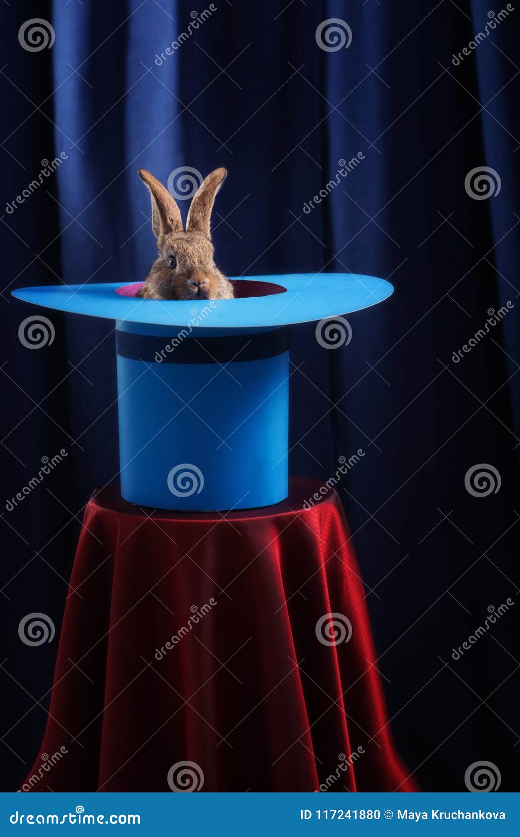Rabbit in Hat on Blue Background Stock Photo - Image of illusionist ...