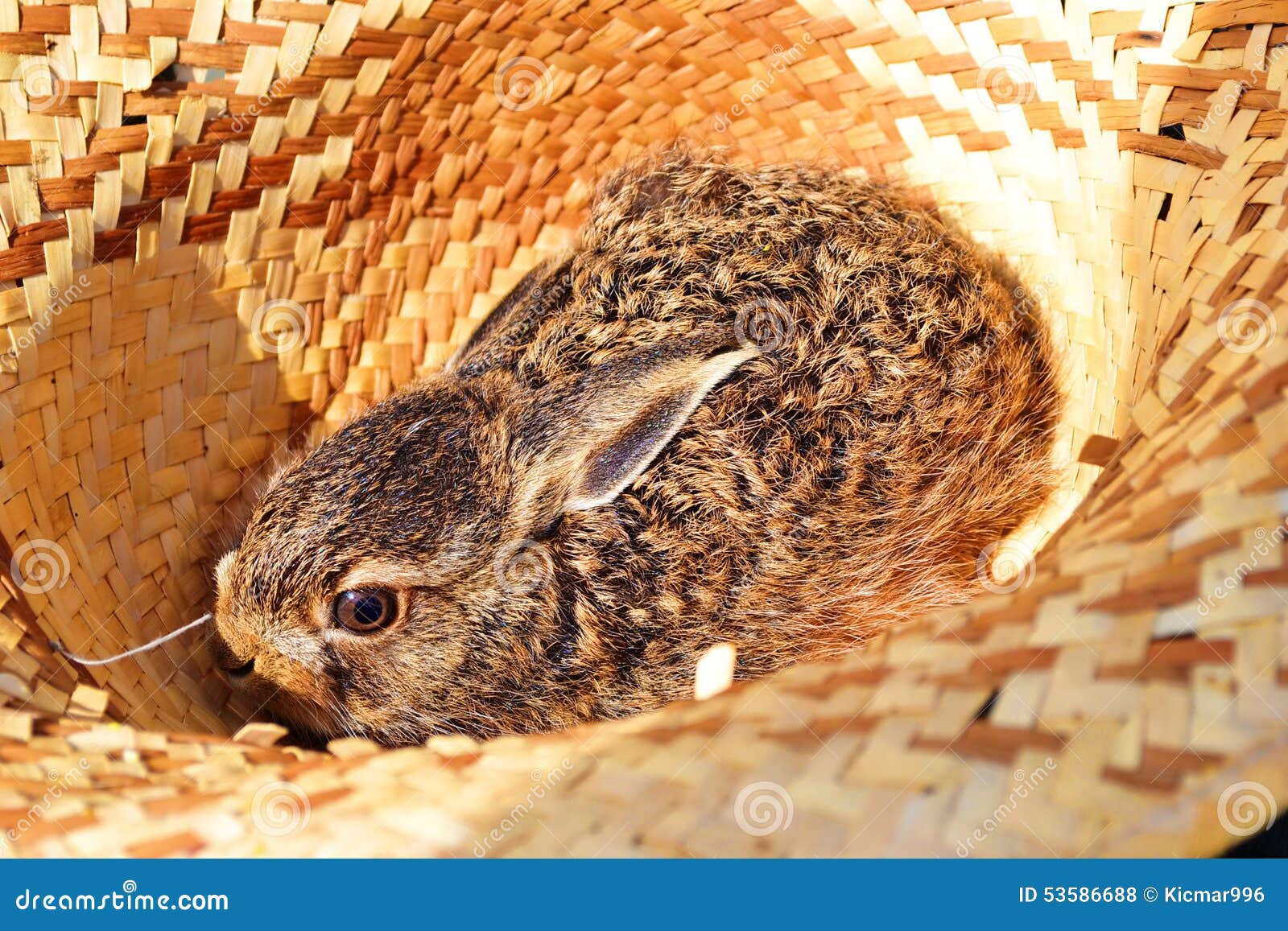 Rabbit in a hat stock photo. Image of camera, road, bunny - 53586688