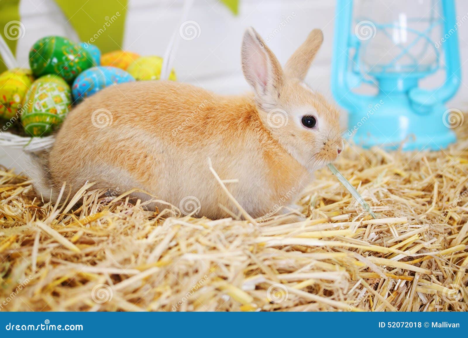 Rabbit on the hay stock photo. Image of easter, children - 52072018