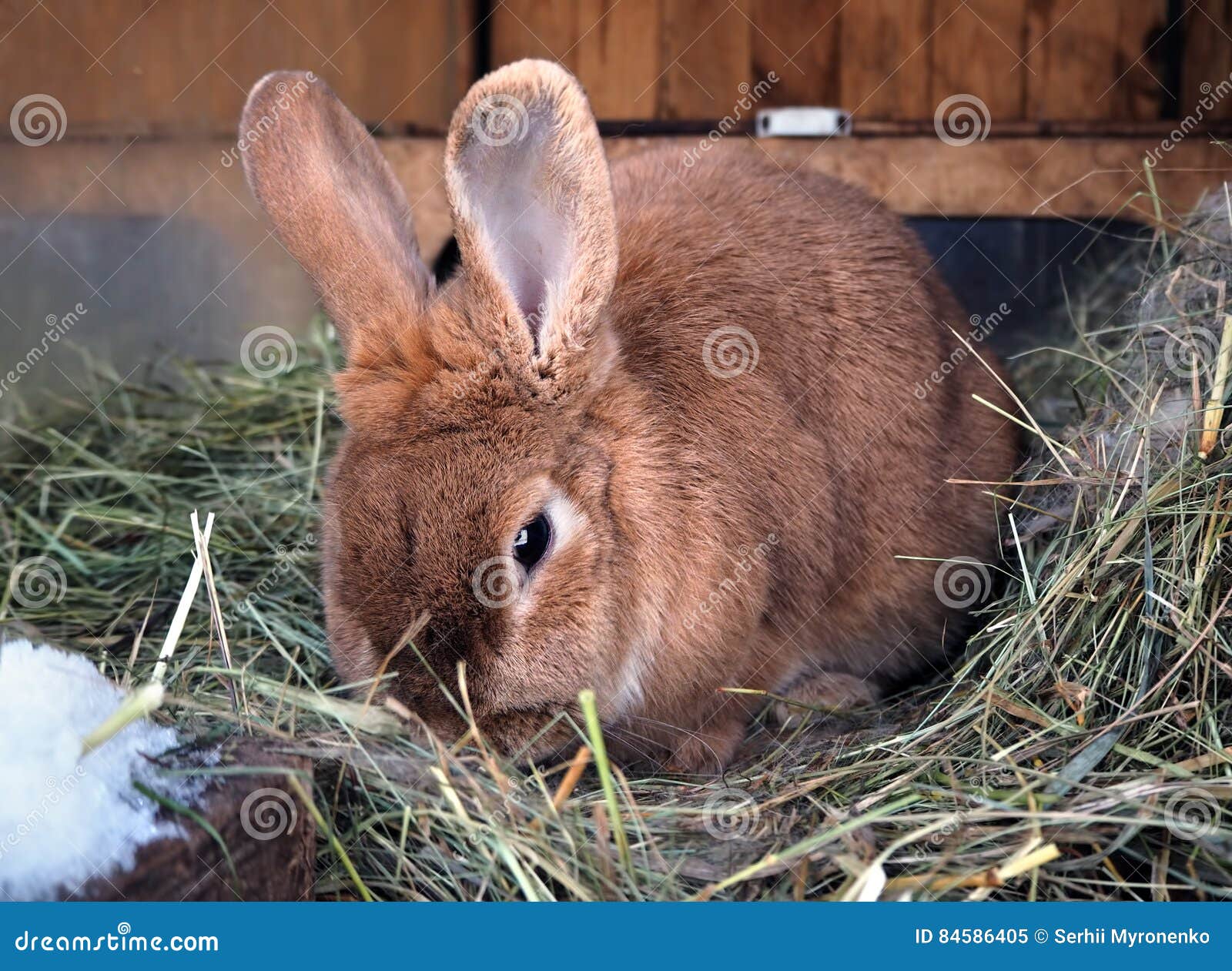 Rabbit at hay stock image. Image of domestic, colorful - 84586405