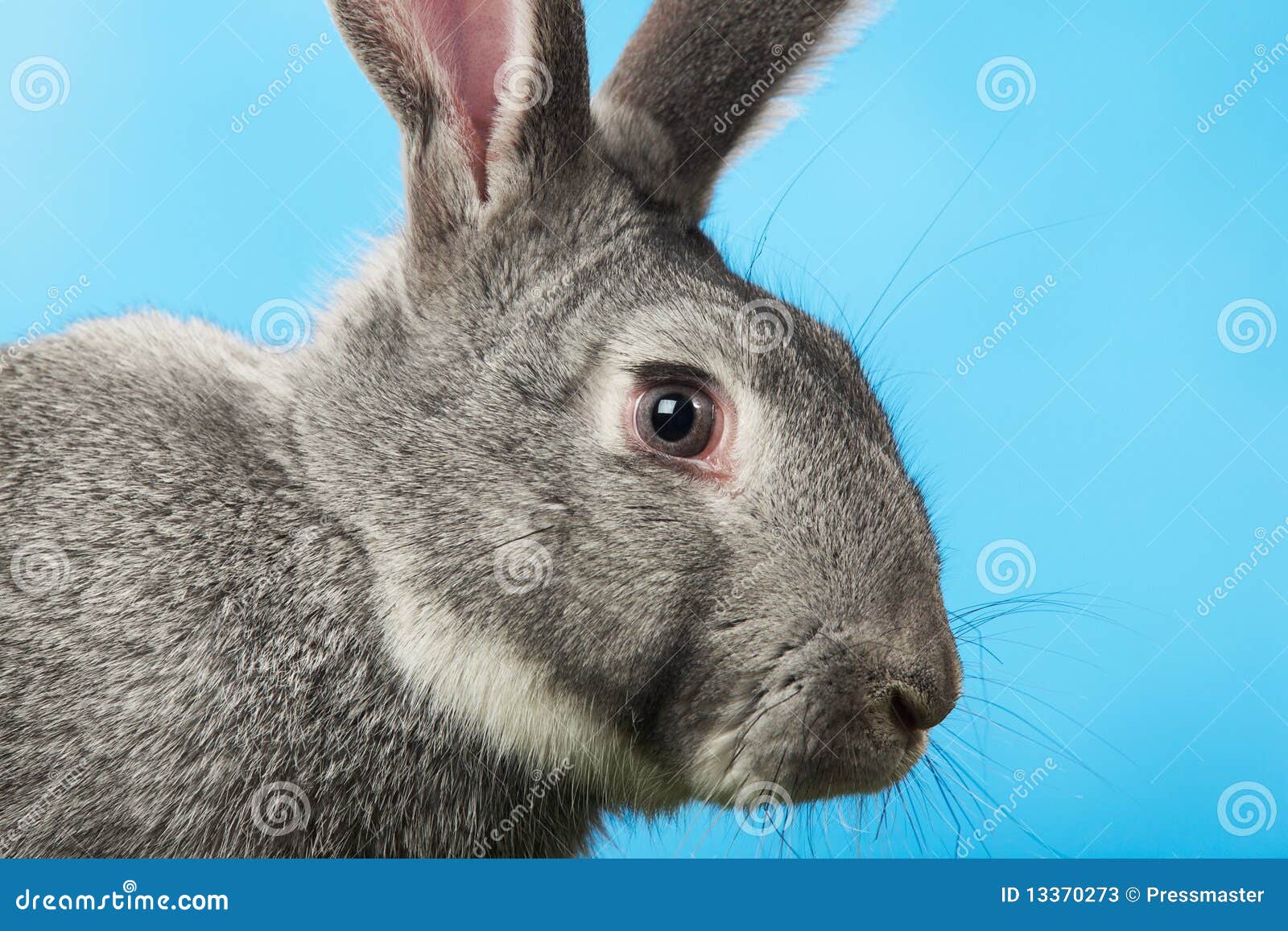 Rabbit head stock image. Image of domestic, isolation - 13370273