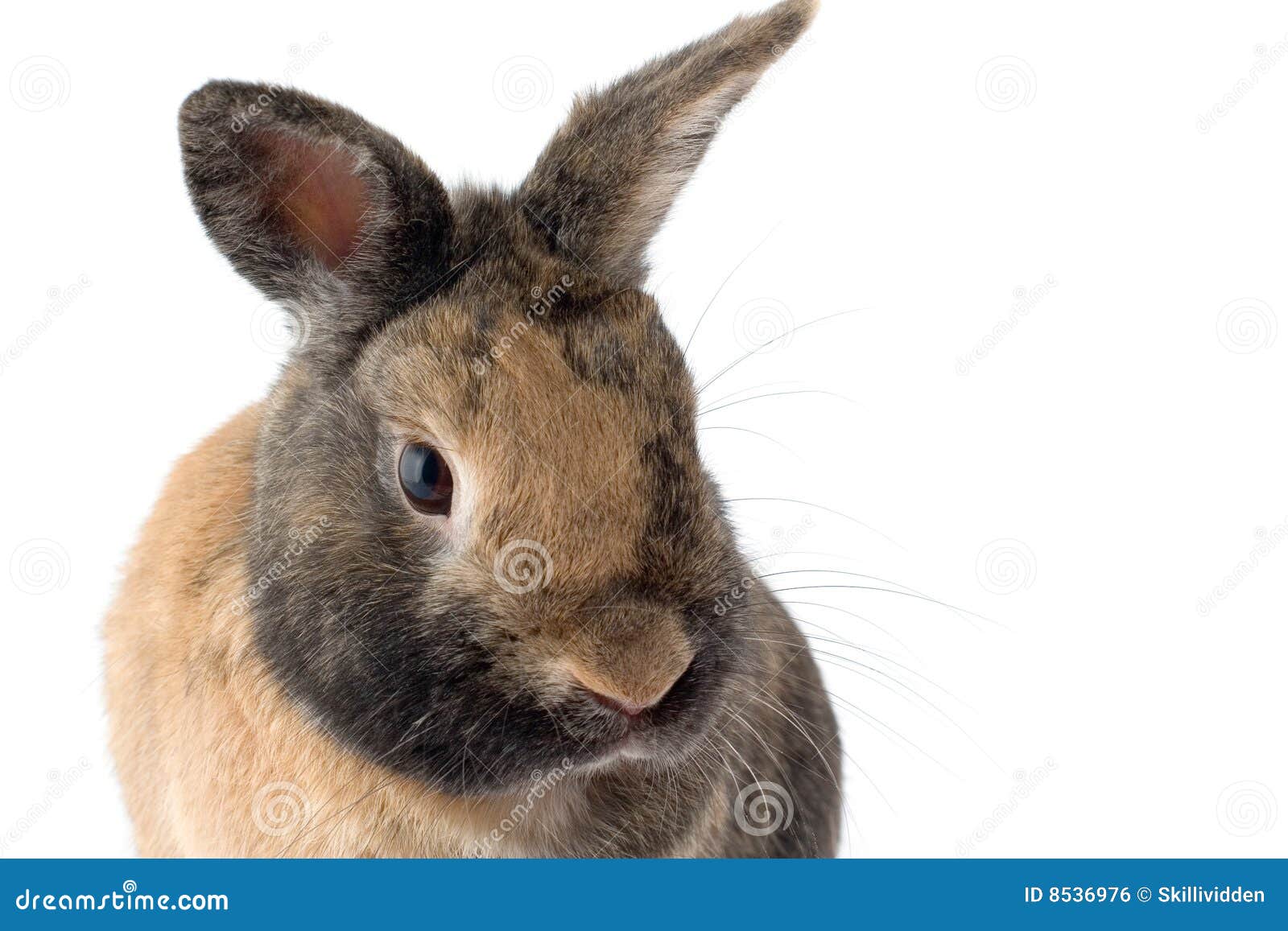 Rabbit head stock photo. Image of animal, white, cute - 8536976
