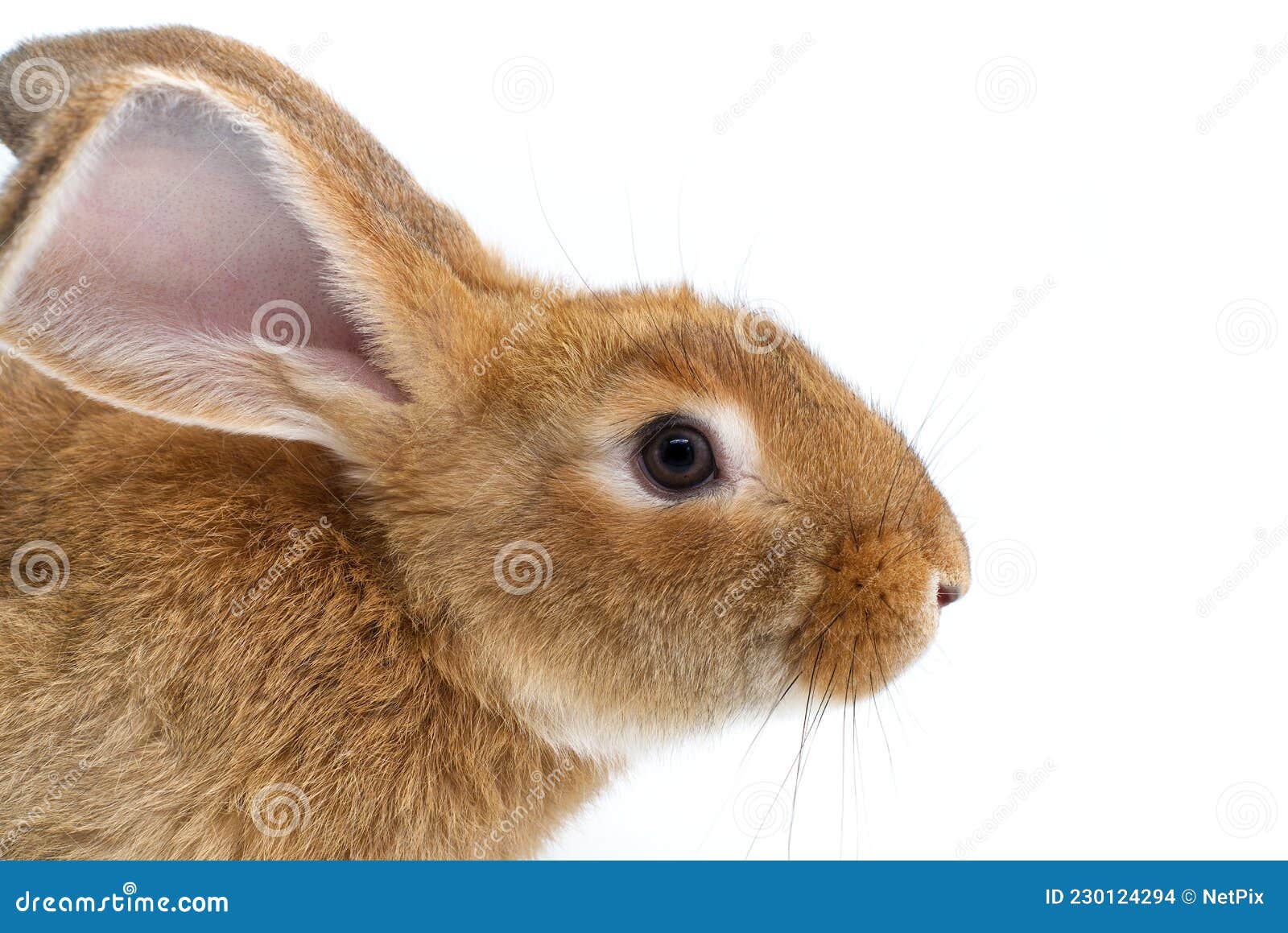 Rabbit Profile