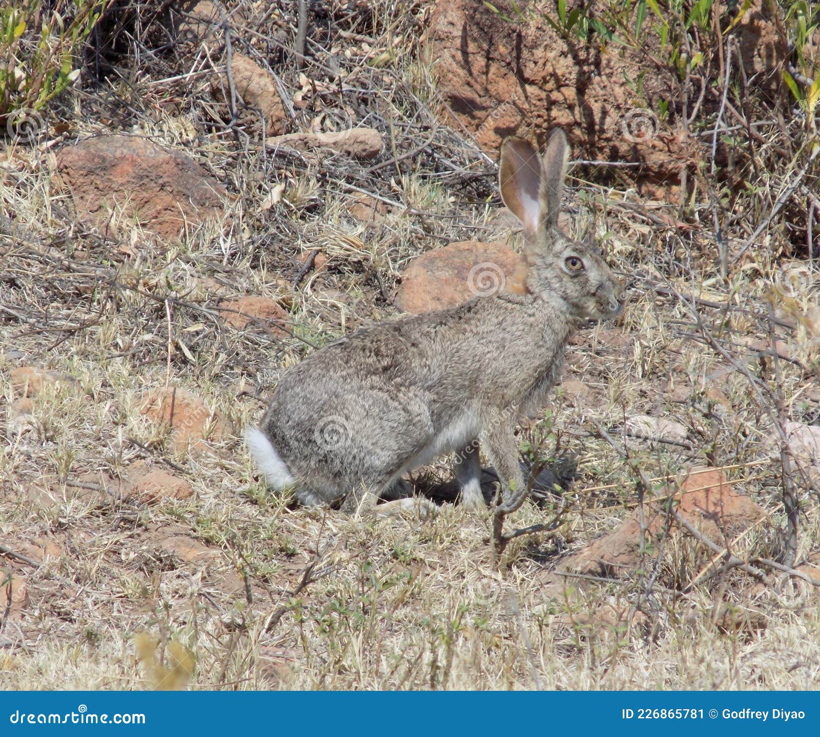 Rabbit hear something stock image. Image of chipmunk - 226865781