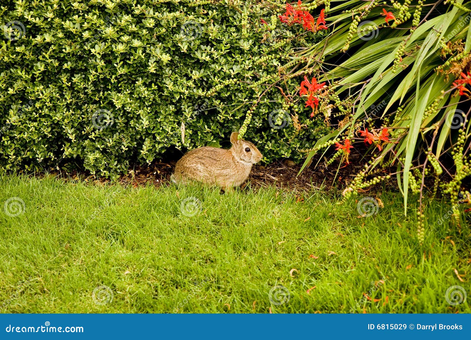 Rabbit by Hedge stock image. Image of hare, mammal, brown - 6815029