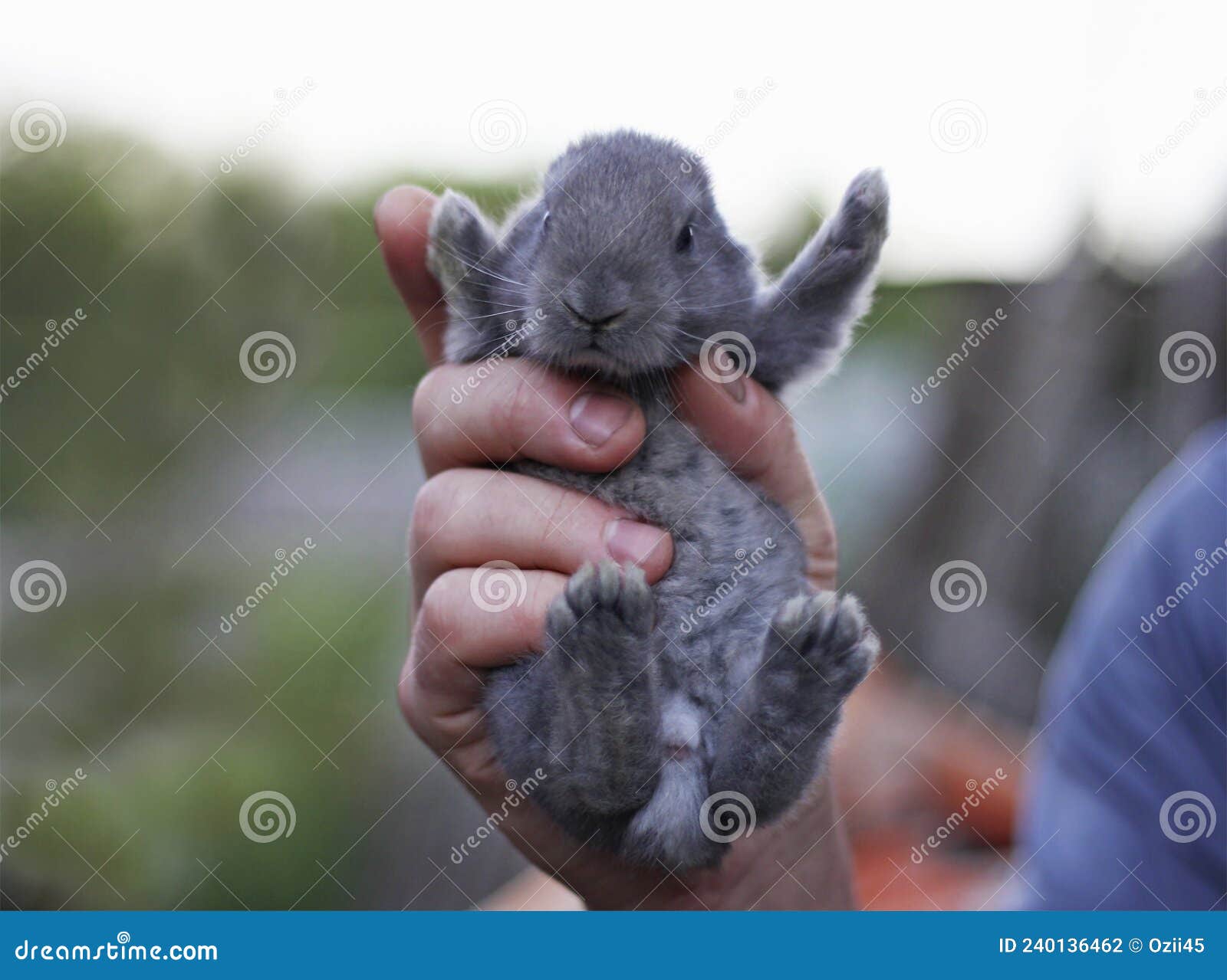 The Rabbit is Held in the Hand of a Man Stock Photo - Image of grow ...