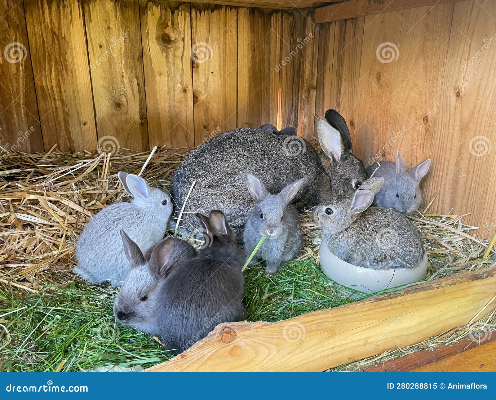 Rabbit with Her Cubs in the Stall Stock Image - Image of farm, baby ...