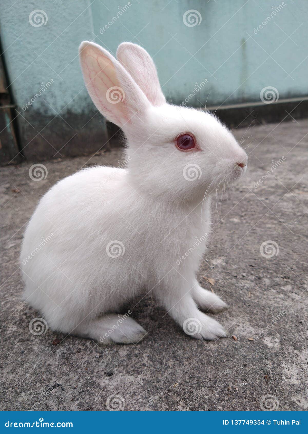 Rabbit stock photo. Image of cute, rabbit, pets - 137749354