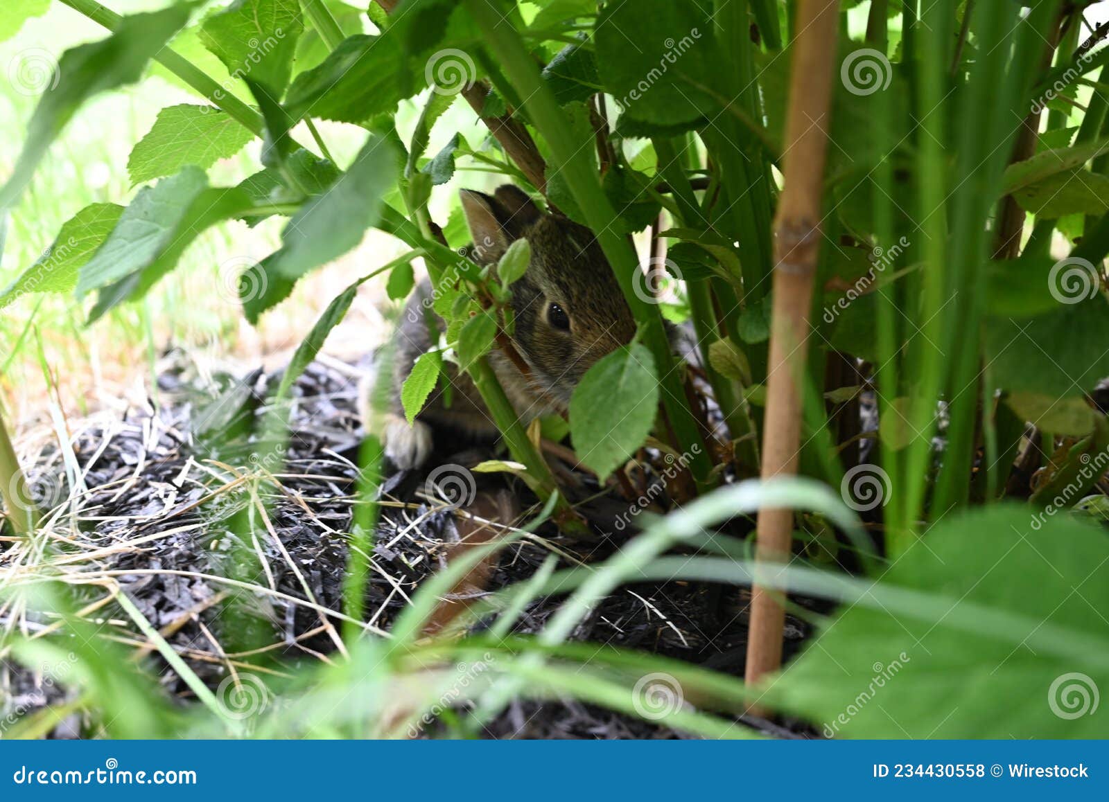 Rabbit Hidden Behind Leaves Stock Photo - Image of little, small: 234430558