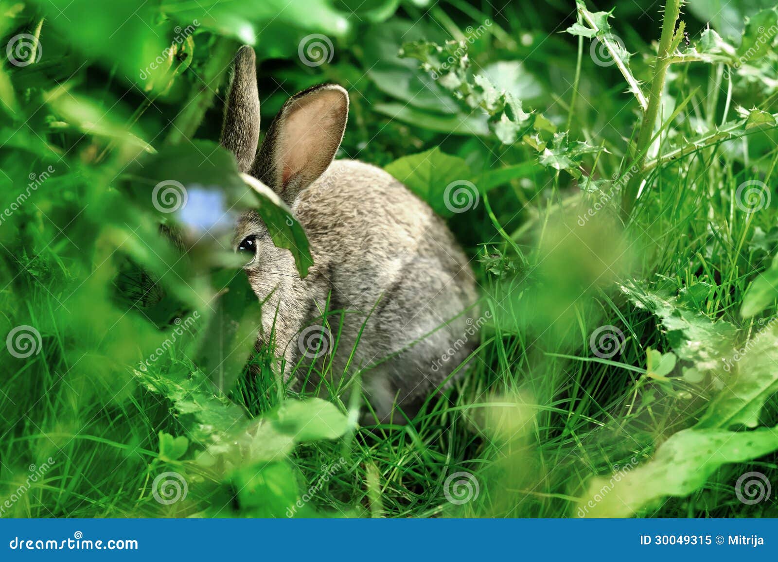Rabbit Hidden in Green Grass Stock Image - Image of happy, animal: 30049315