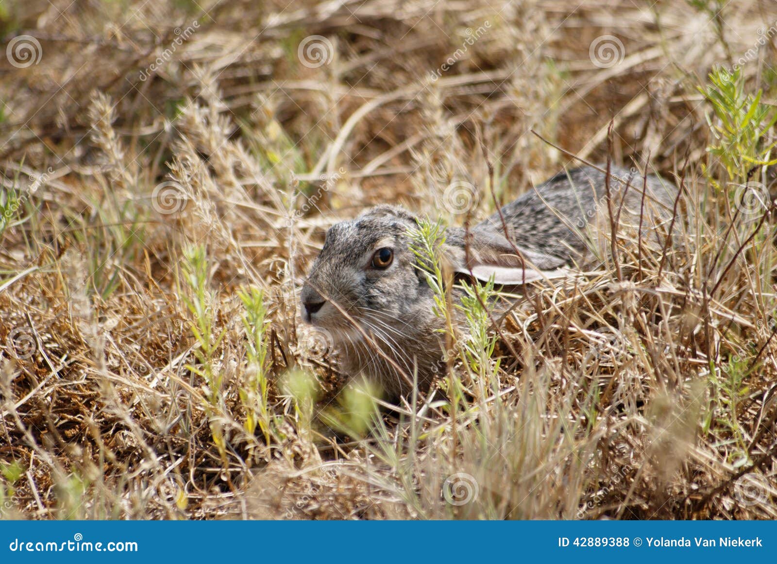 Rabbit stock photo. Image of natural, lonely, hiding - 42889388
