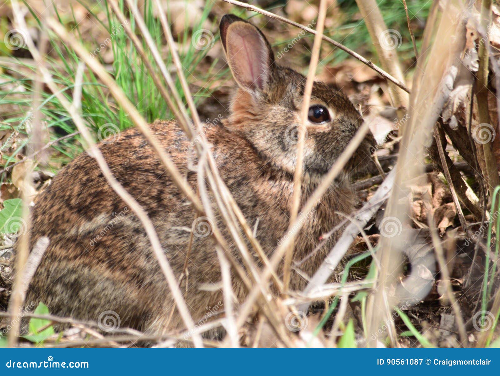 Rabbit, hiding, still. stock image. Image of quiet, concealed - 90561087