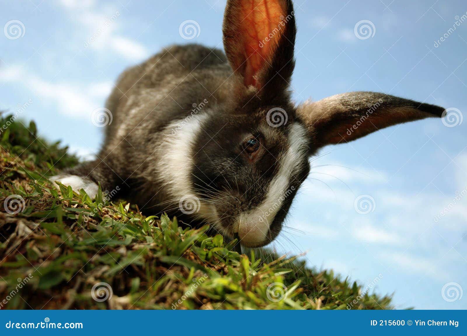Rabbit on the hill stock photo. Image of close, grass, slope - 215600
