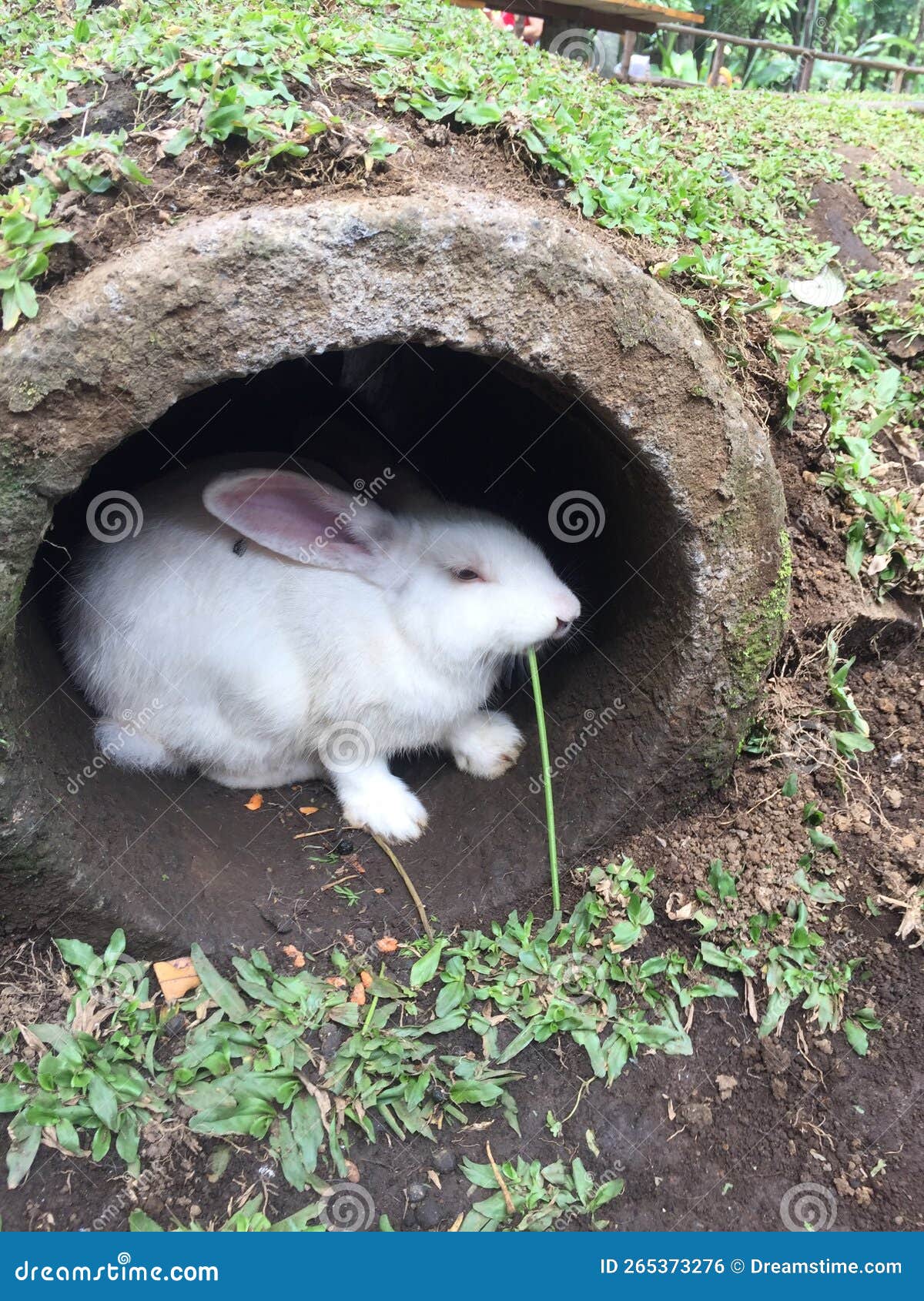 Rabbit stock photo. Image of cute, rabbithole, grass - 265373276