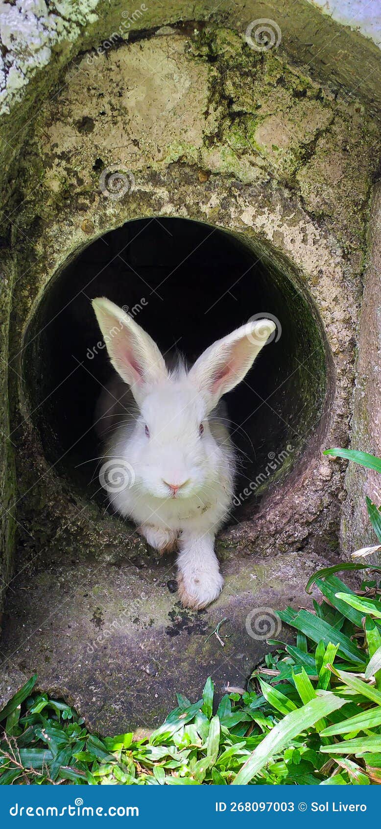 Rabbit in the hole stock image. Image of mammal, sheep - 268097003