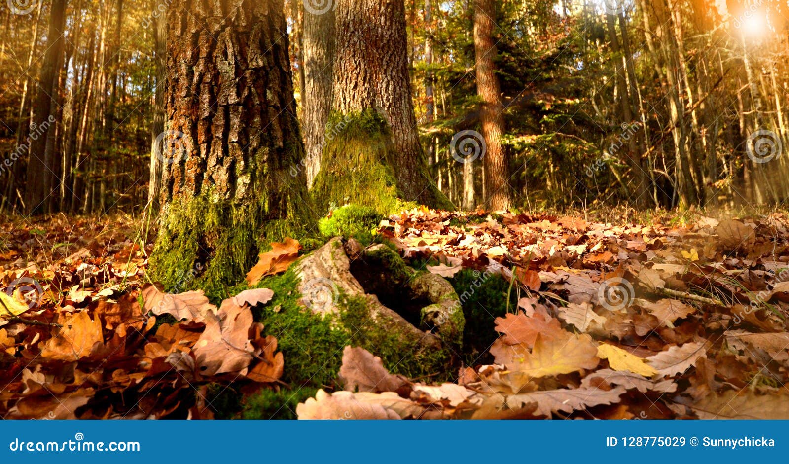 Rabbit Hole in Fall Forest Hibernation Tree Stock Image - Image of ...