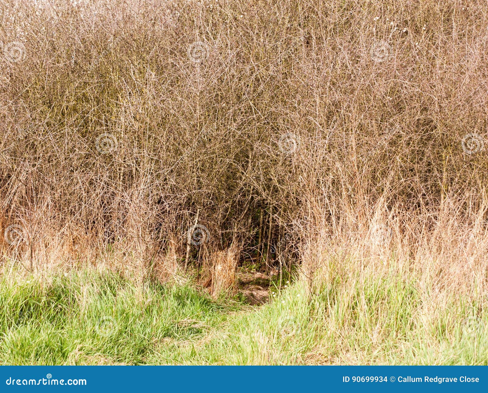 A Rabbit Hole in Plant Branches and Shrubs, with Grass at Bottom Stock ...