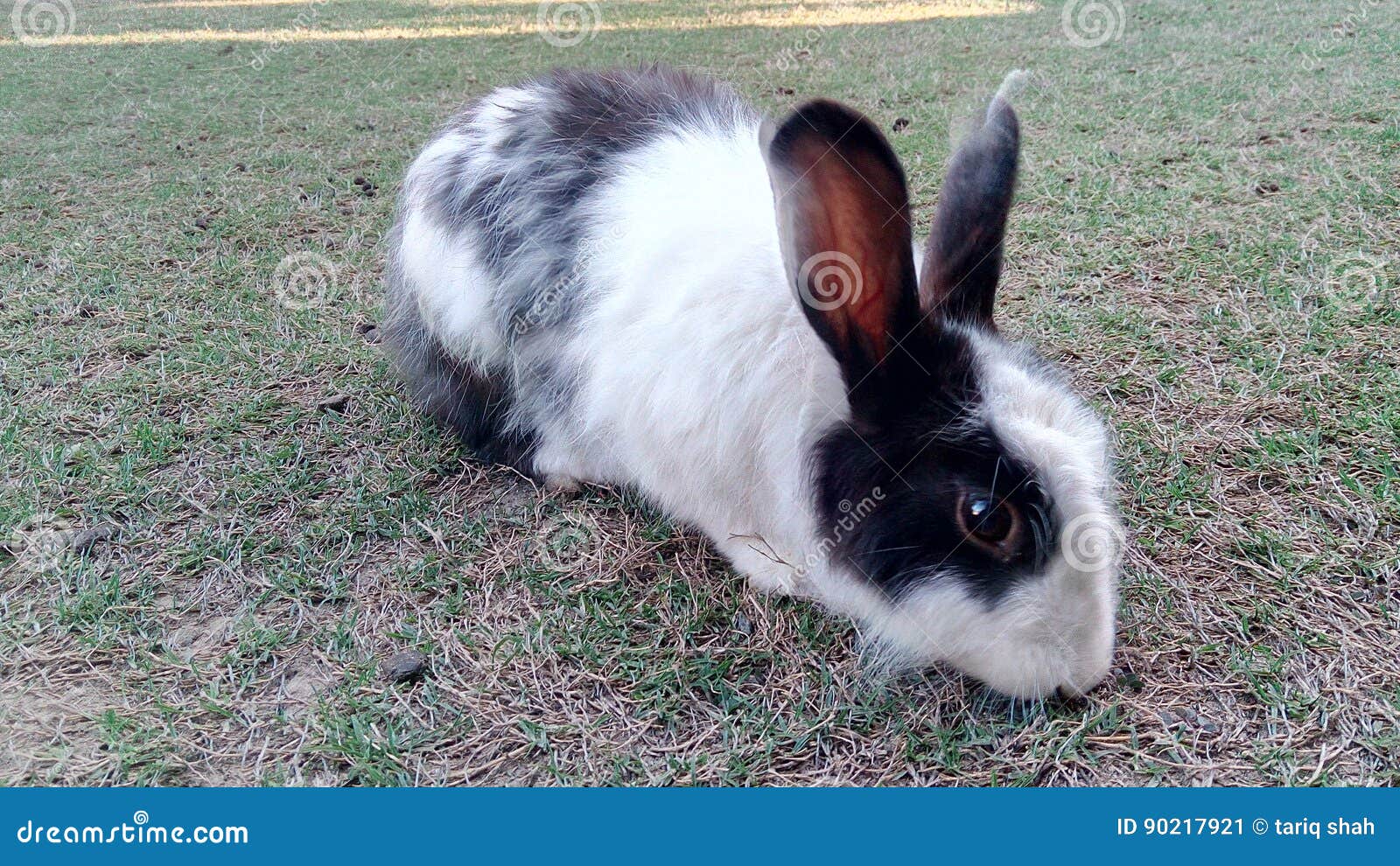 Rabbit at home stock image. Image of rabbit, laon, animal - 90217921