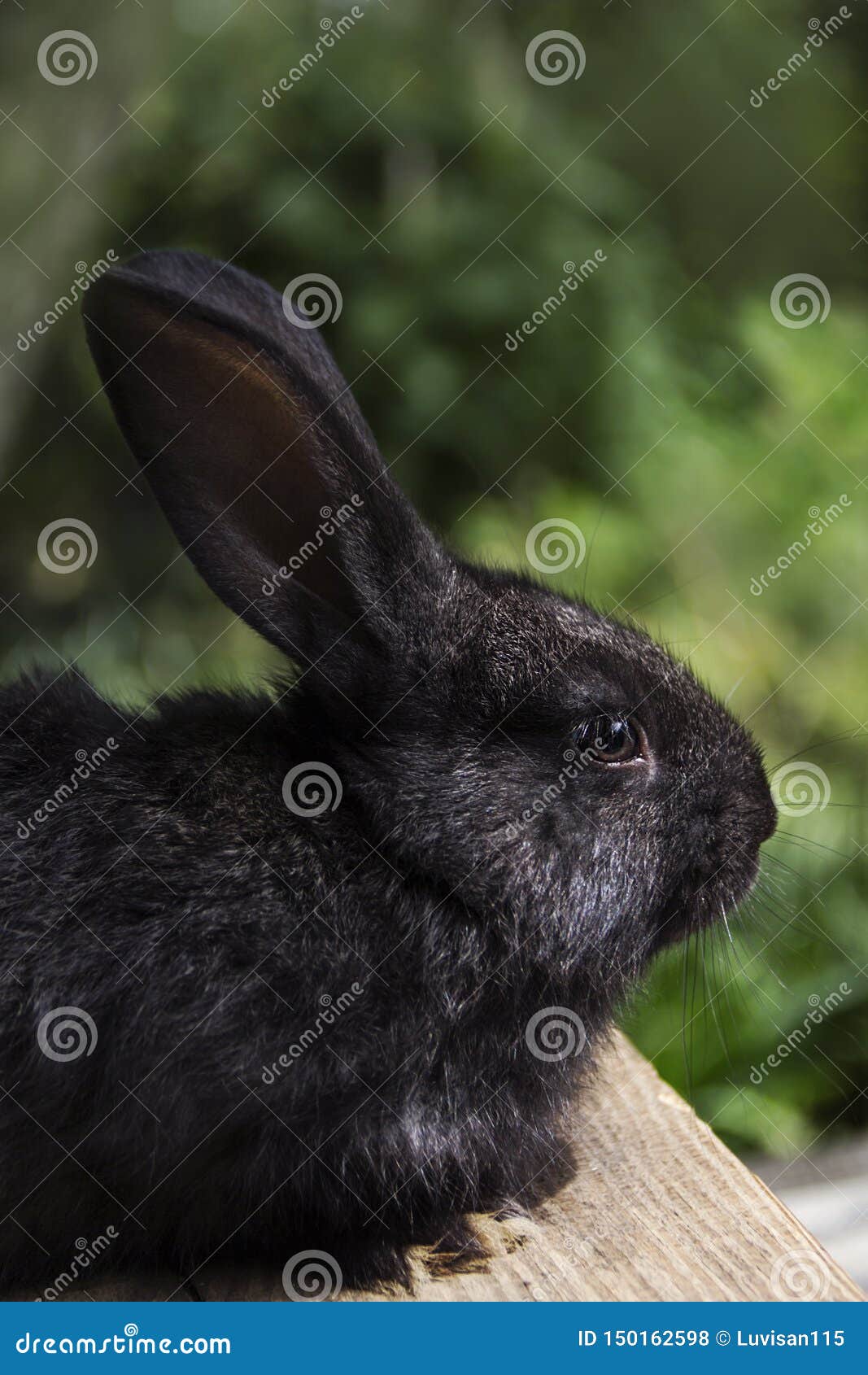 Rabbit Home on the Plot Closer To the Natural Environment Stock Photo ...