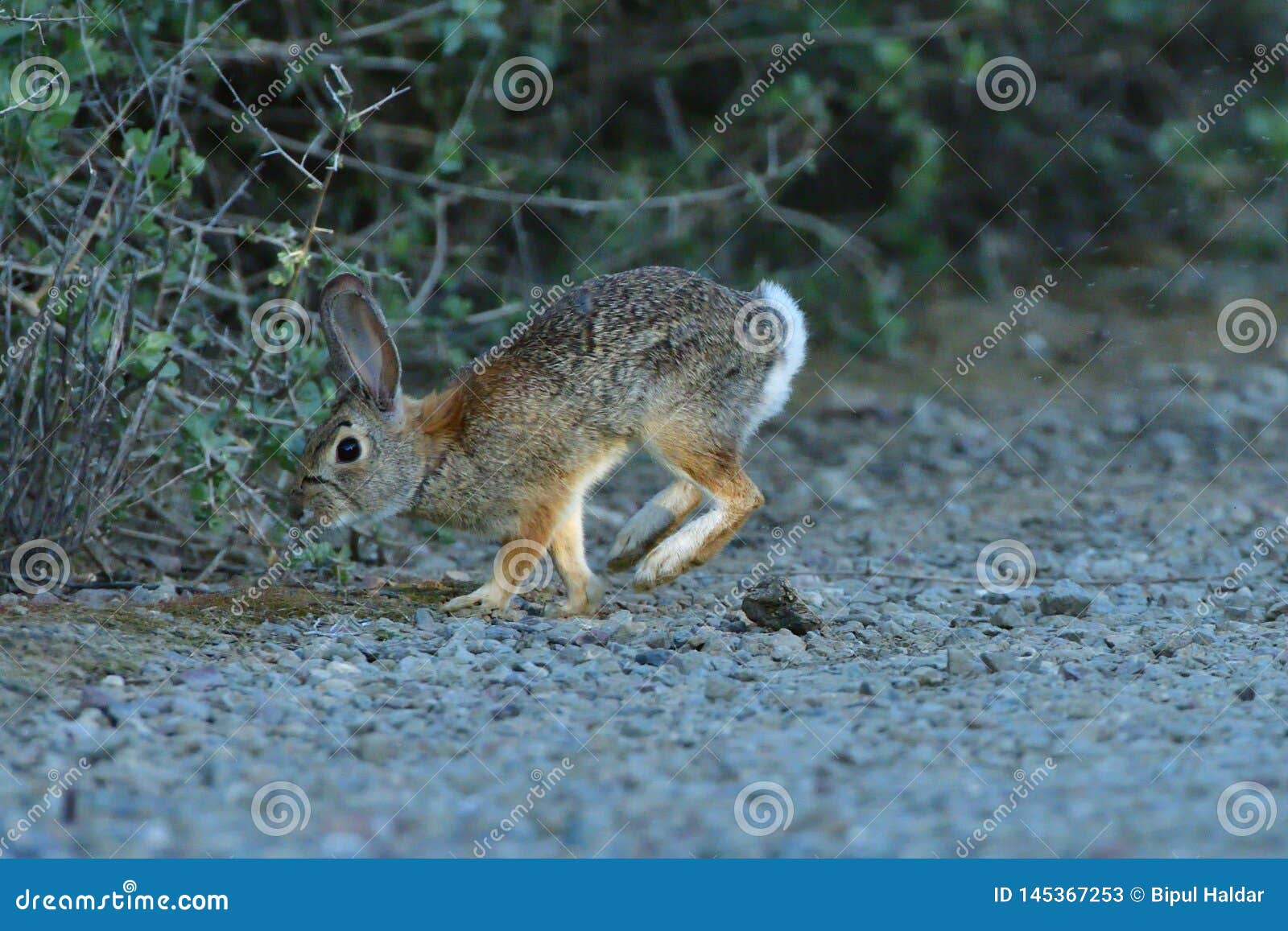A Rabbit Hopping Around the Bushes. Stock Image - Image of animal ...
