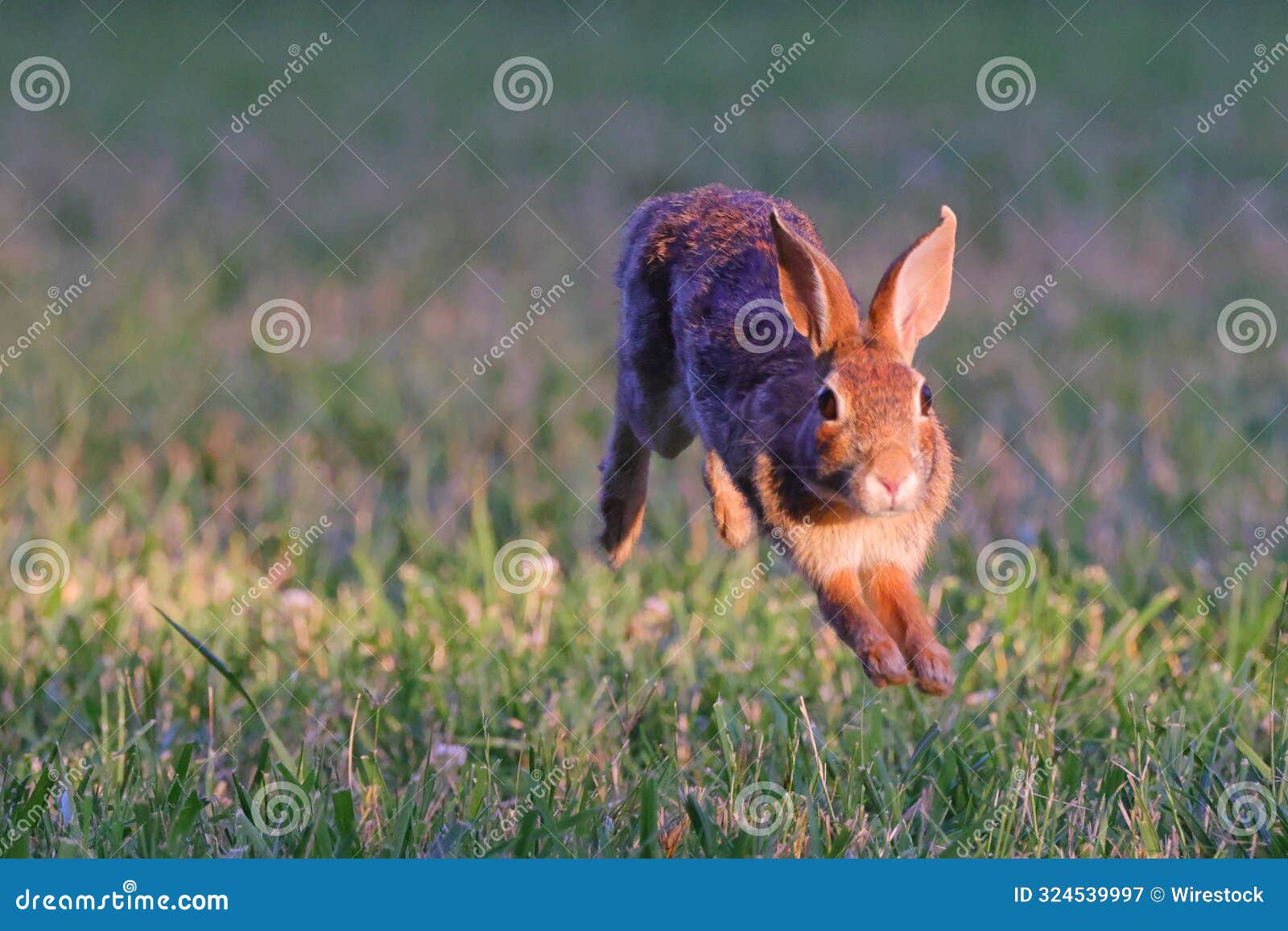 Rabbit Hopping through a Grassy Field during Sunset Stock Image - Image ...