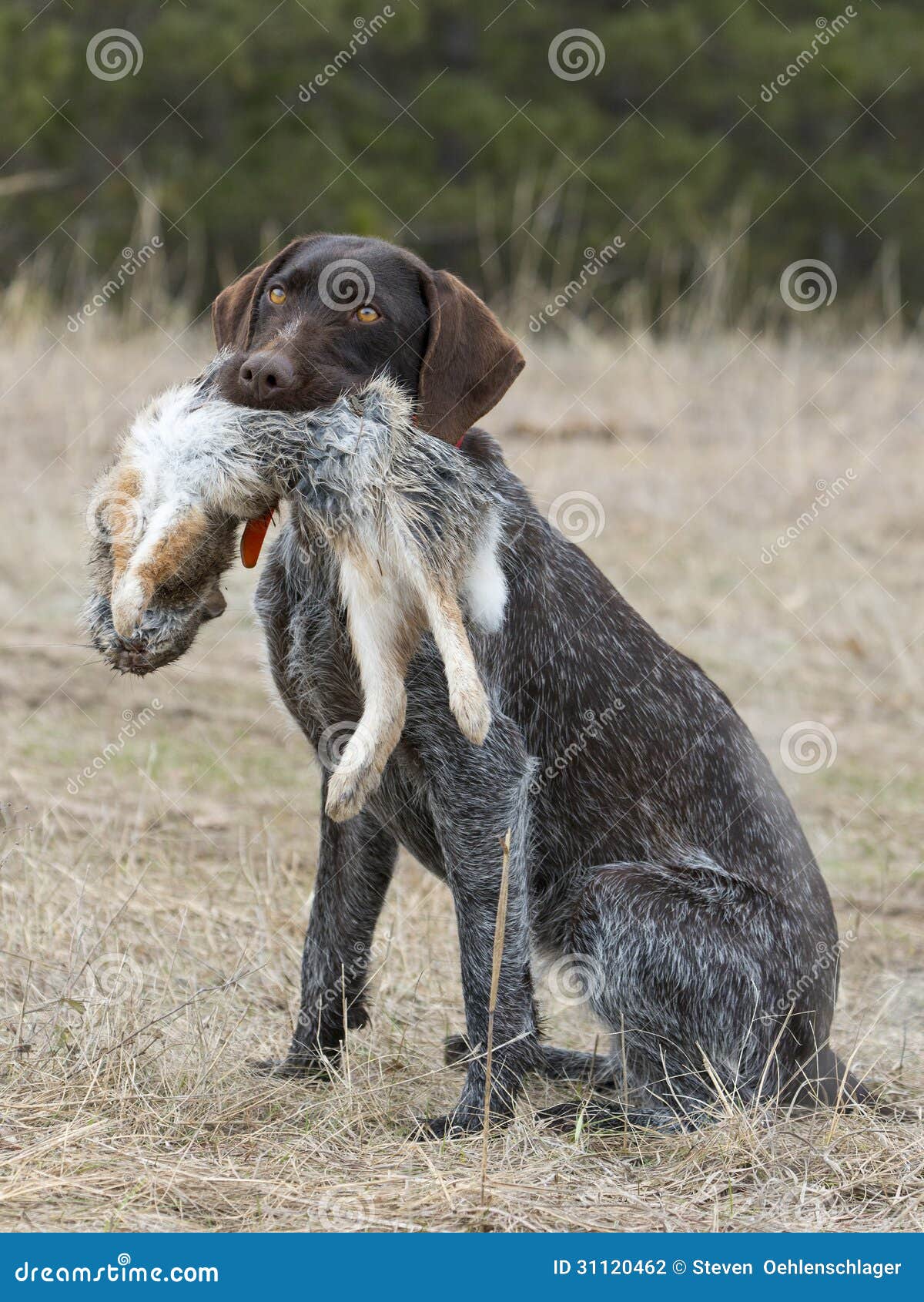 Dogs Hunting Rabbits