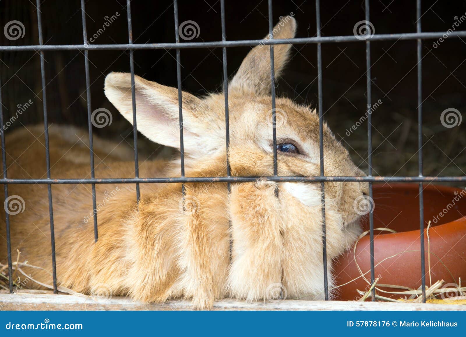 Rabbit stock photo. Image of stables, nature, rabbit - 57878176