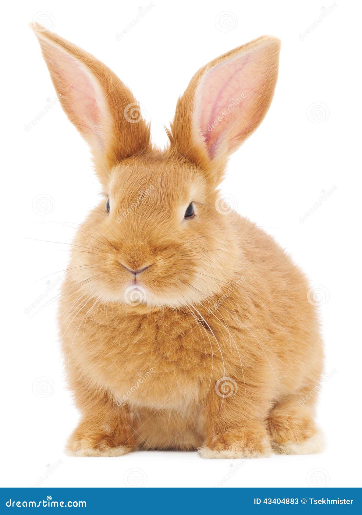 Rabbit stock image. Image of cute, small, studio, closeup - 43404883