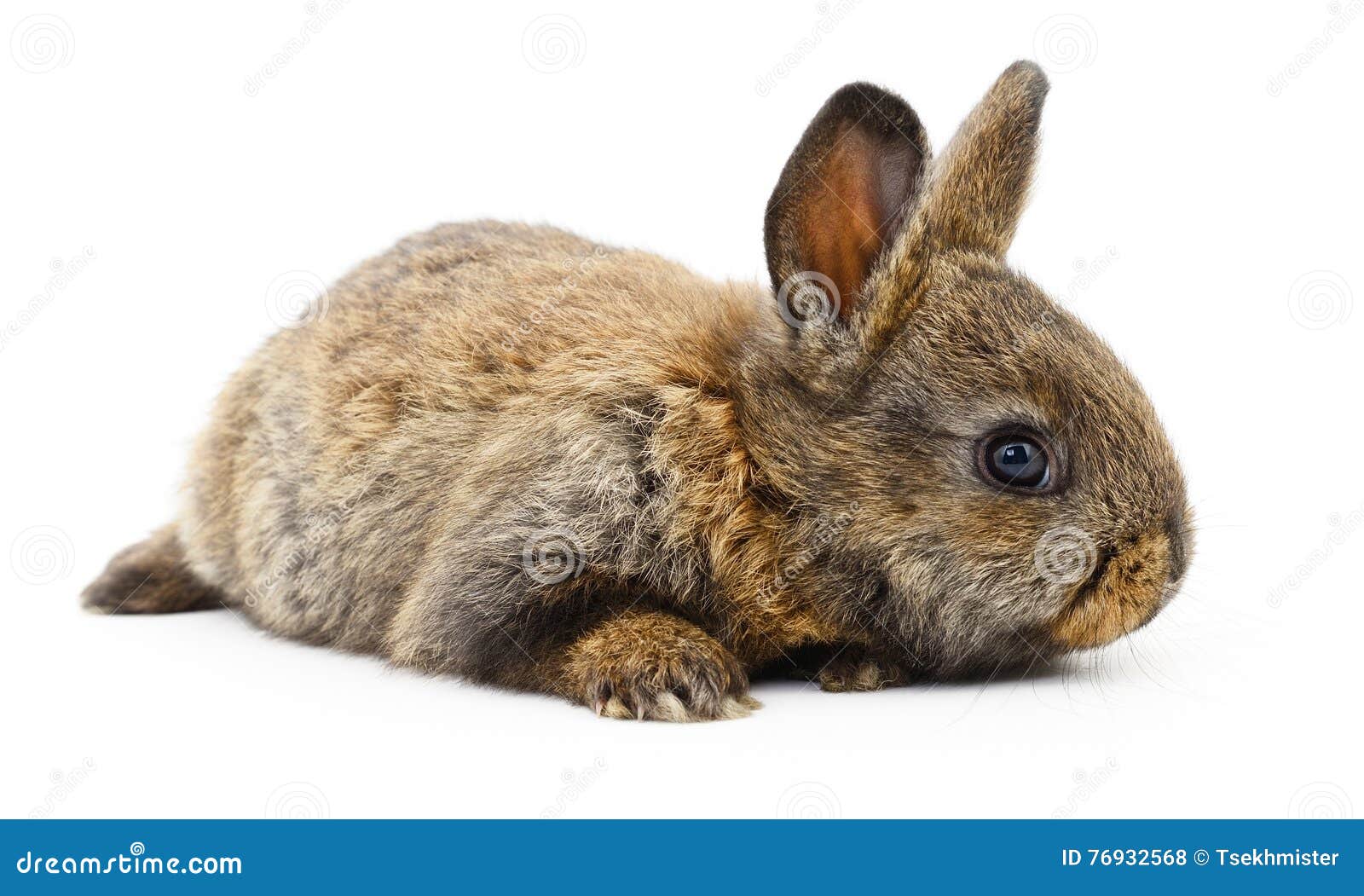 Rabbit stock photo. Image of animals, baby, brown, rabbit - 76932568