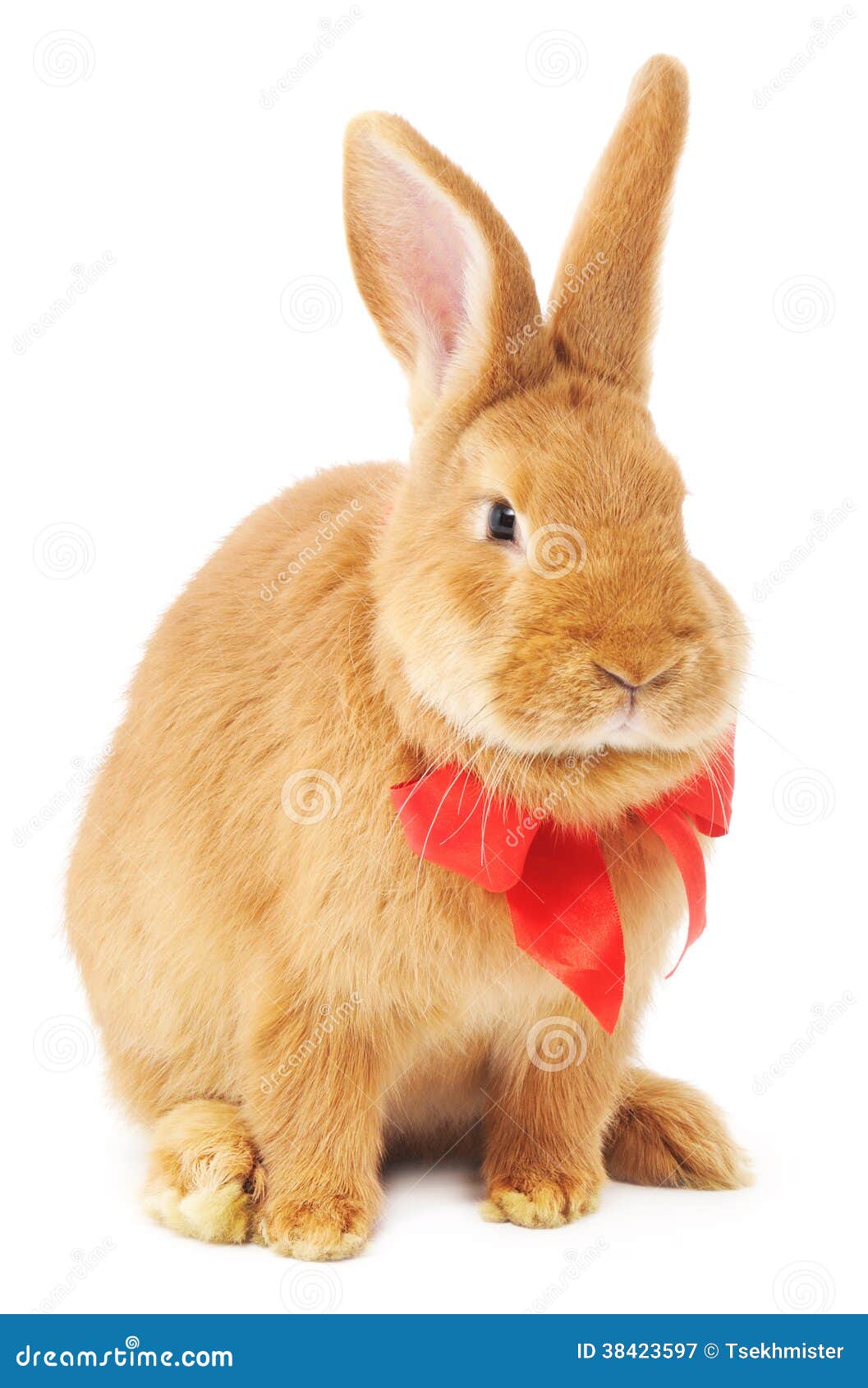 Rabbit stock image. Image of beauty, baby, single, closeup - 38423597