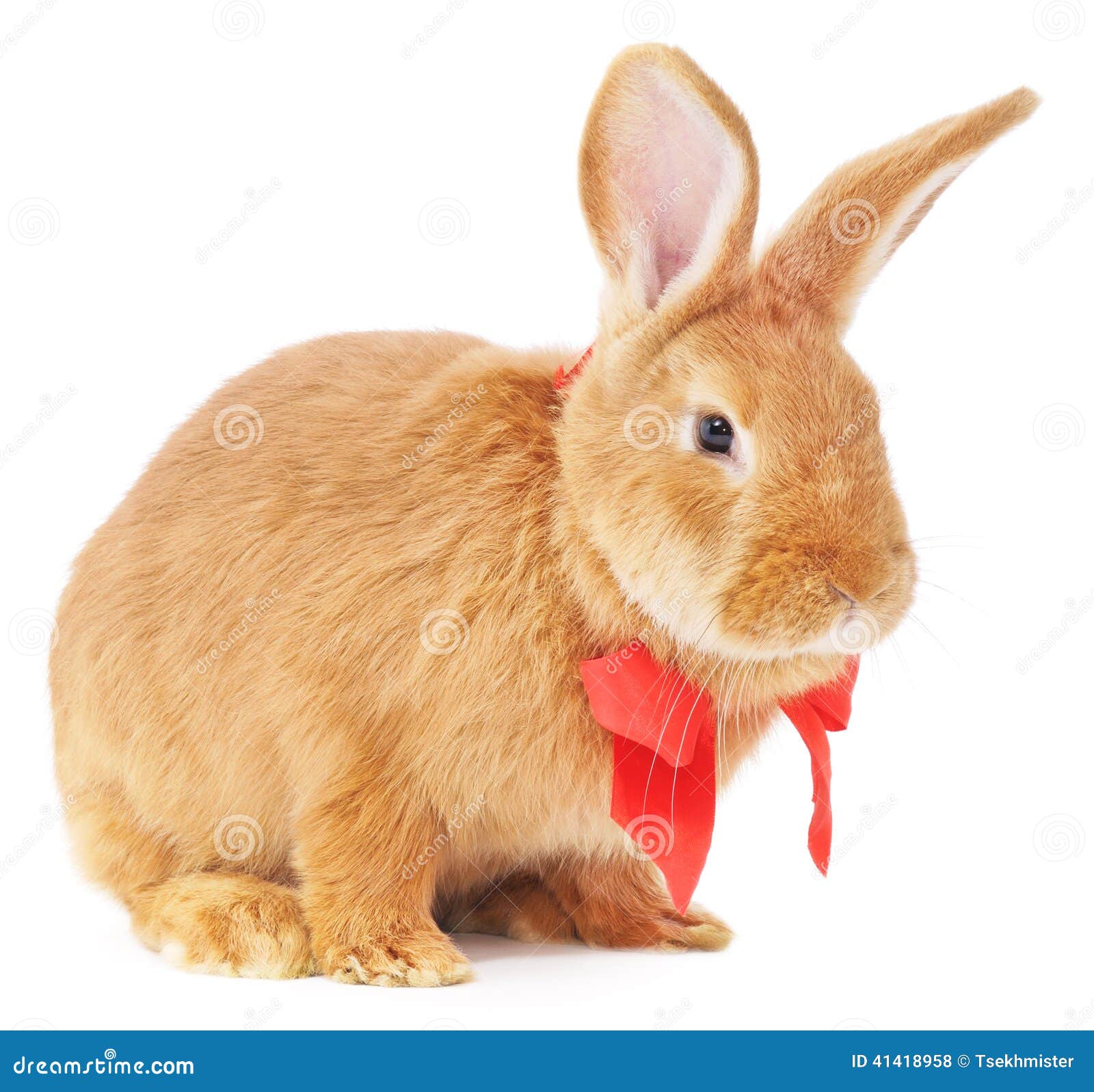 Rabbit stock photo. Image of baby, beauty, single, animals - 41418958