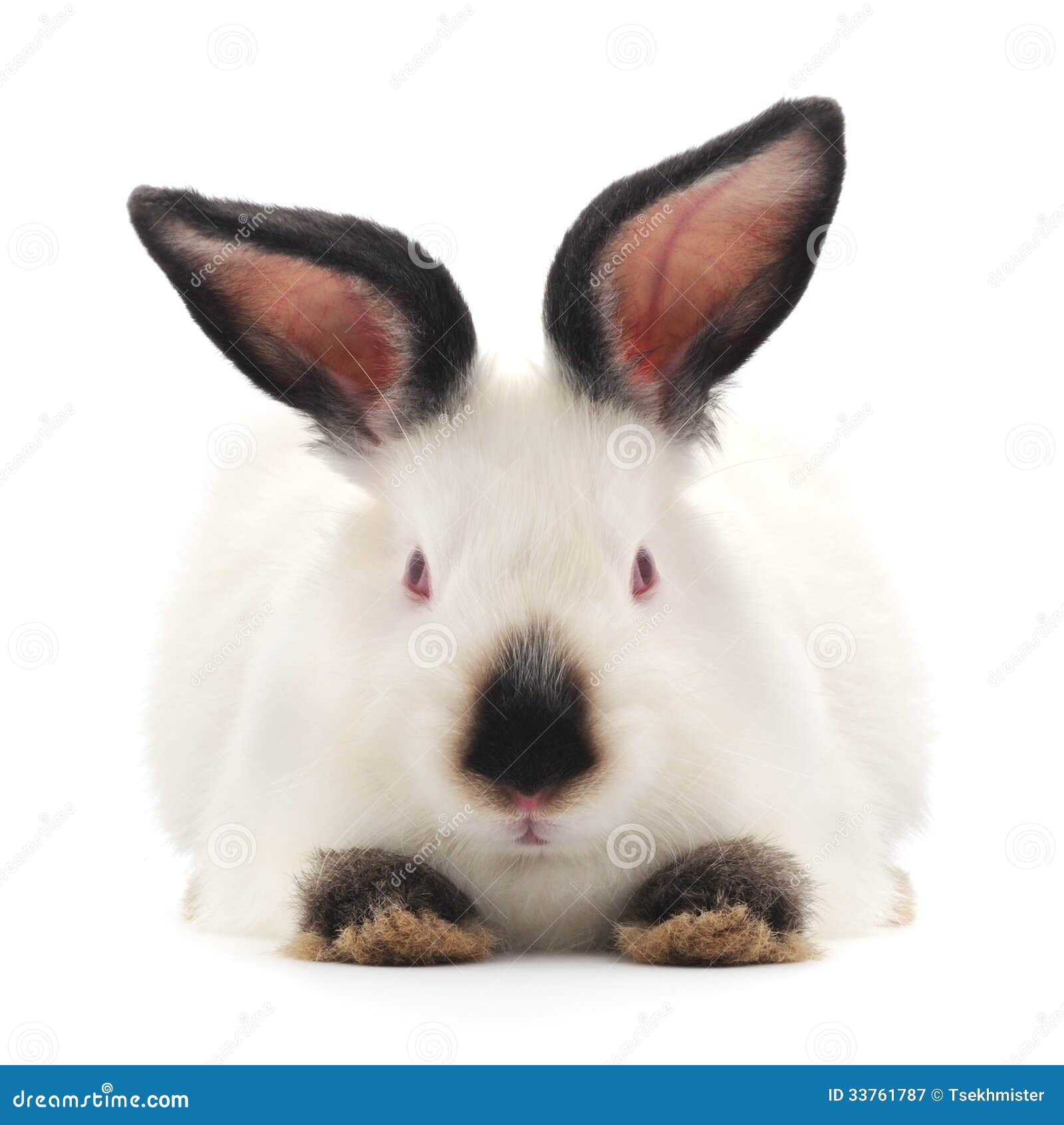 Rabbit stock image. Image of small, domestic, white, rabbit - 33761787