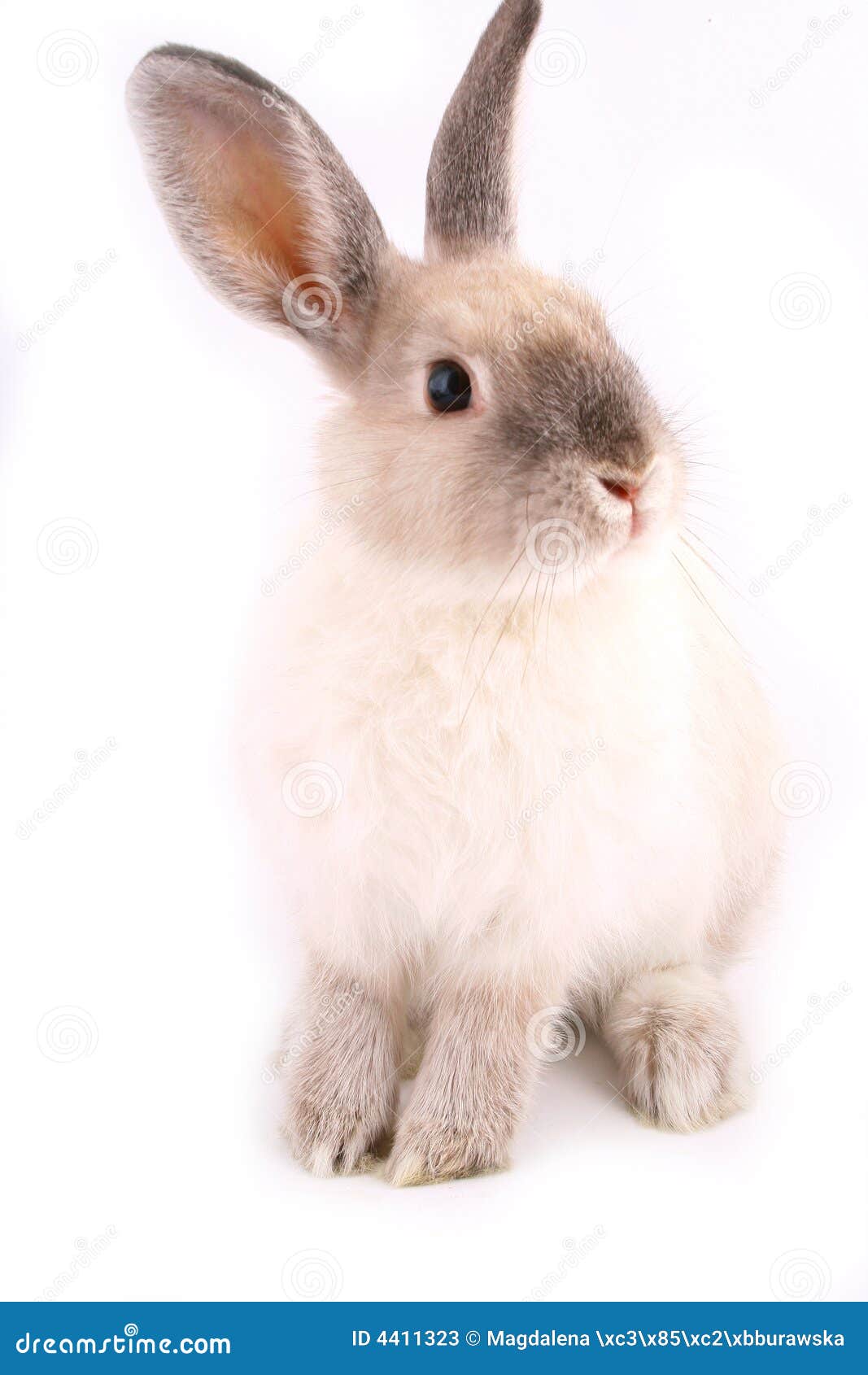 A rabbit isolated stock image. Image of newborn, furry - 4411323