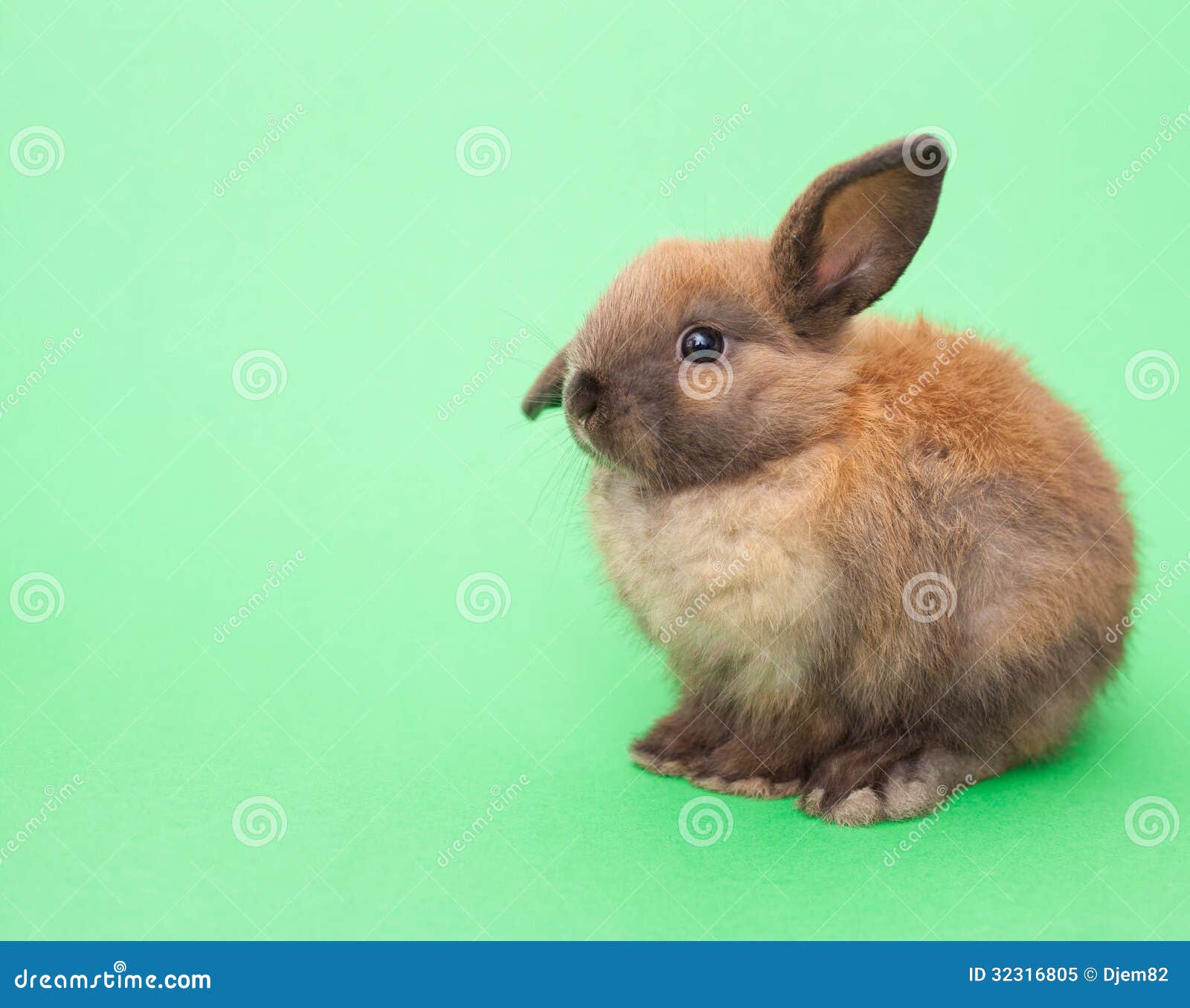 Rabbit Isolated on the Green. Stock Image - Image of furry, pets: 32316805