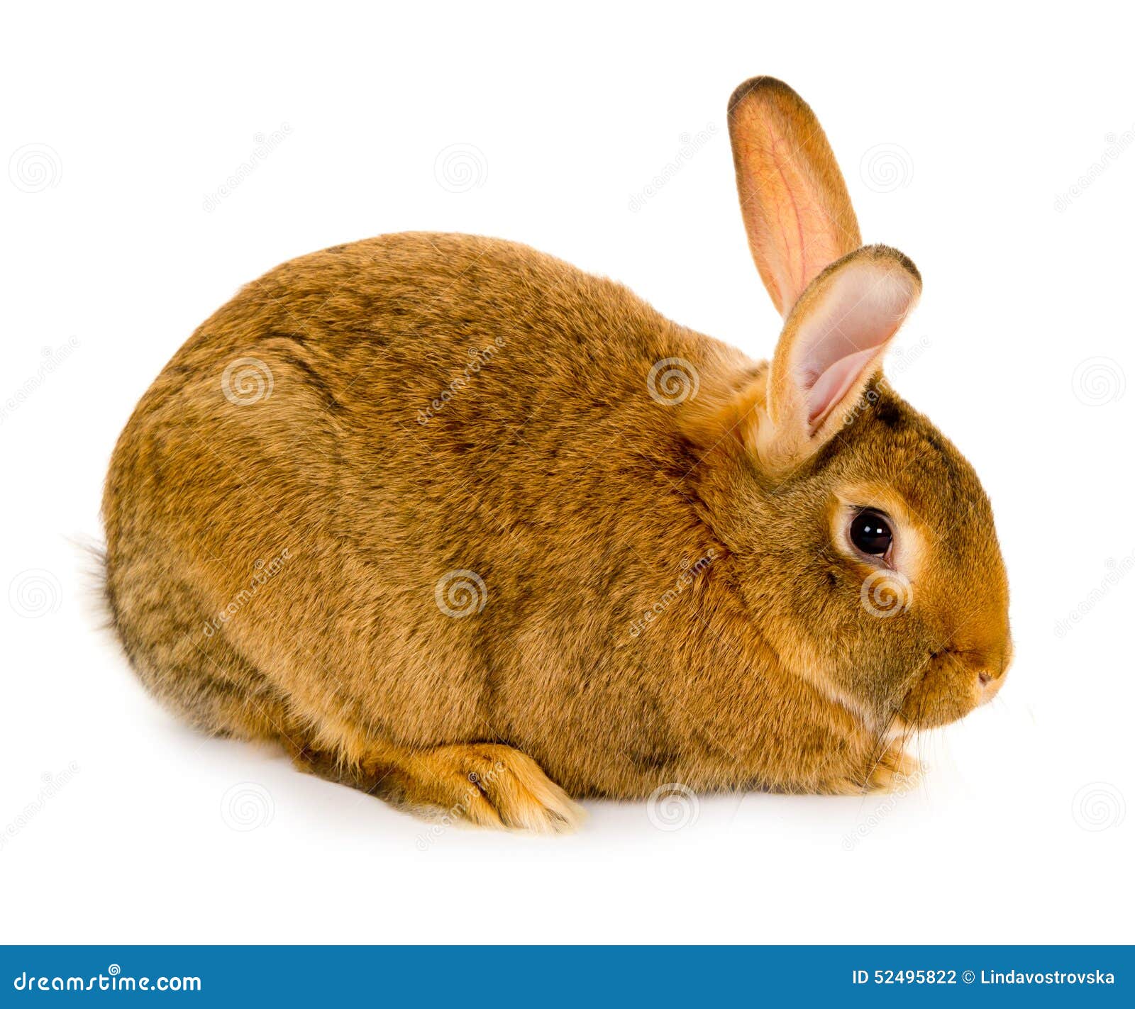 Rabbit isolated stock photo. Image of cooperate, looking - 52495822