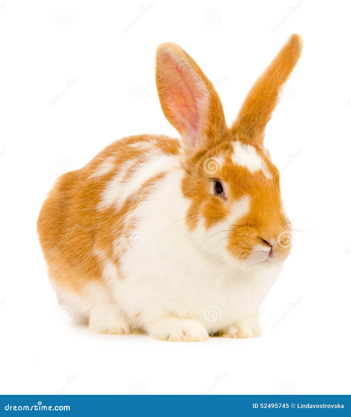 Rabbit isolated stock image. Image of single, farm, rusty - 52495745